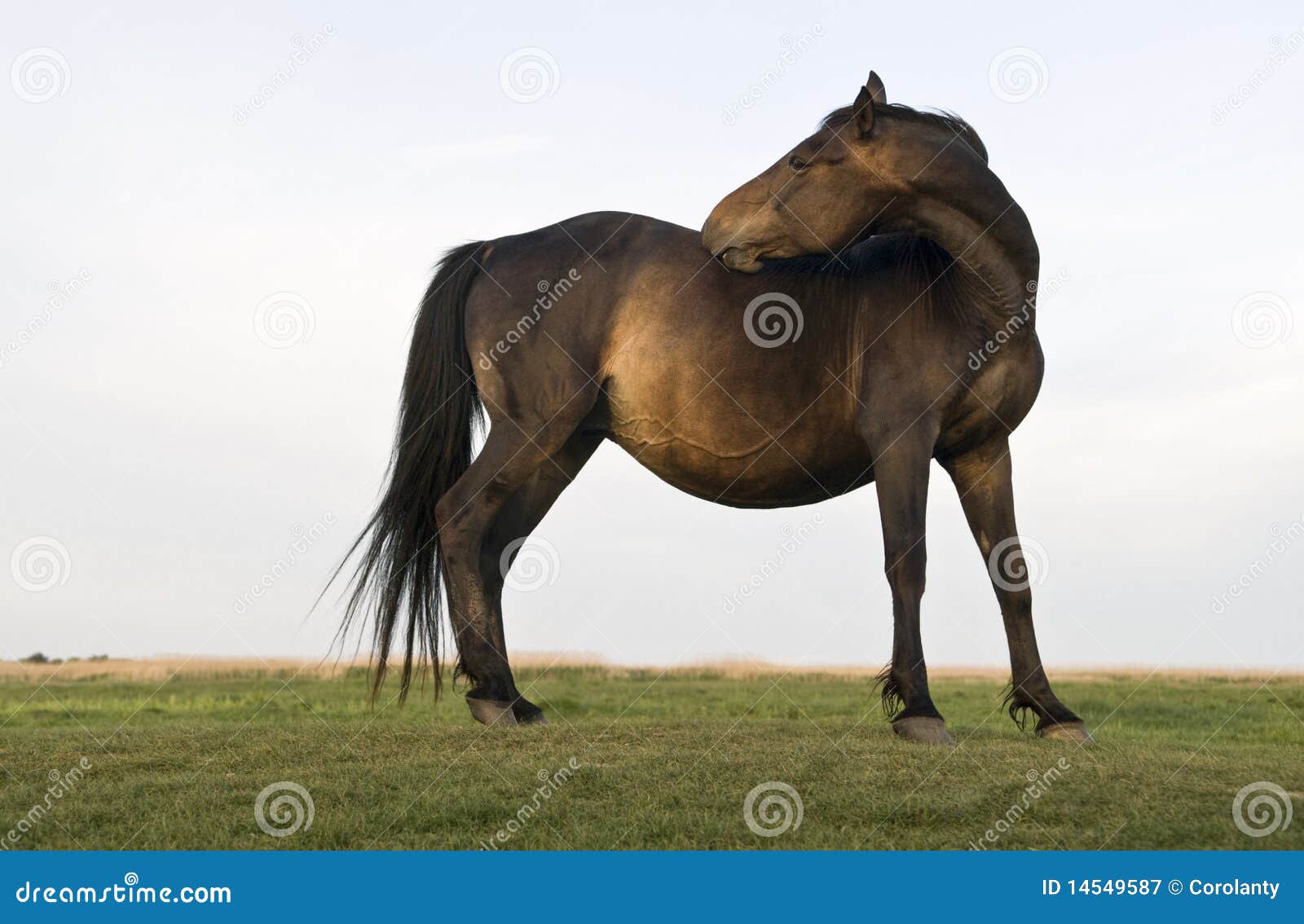 Beau cheval brun de jument image stock. Image du jument - 14549587