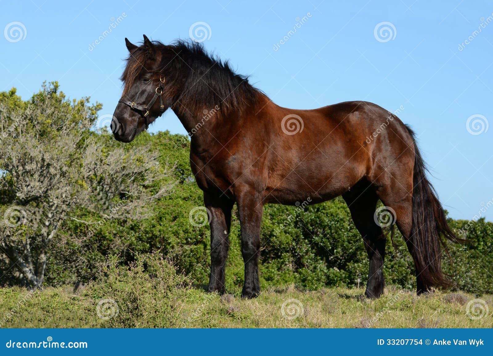 Beau cheval en nature photo stock. Image du vert, buisson - 33207754