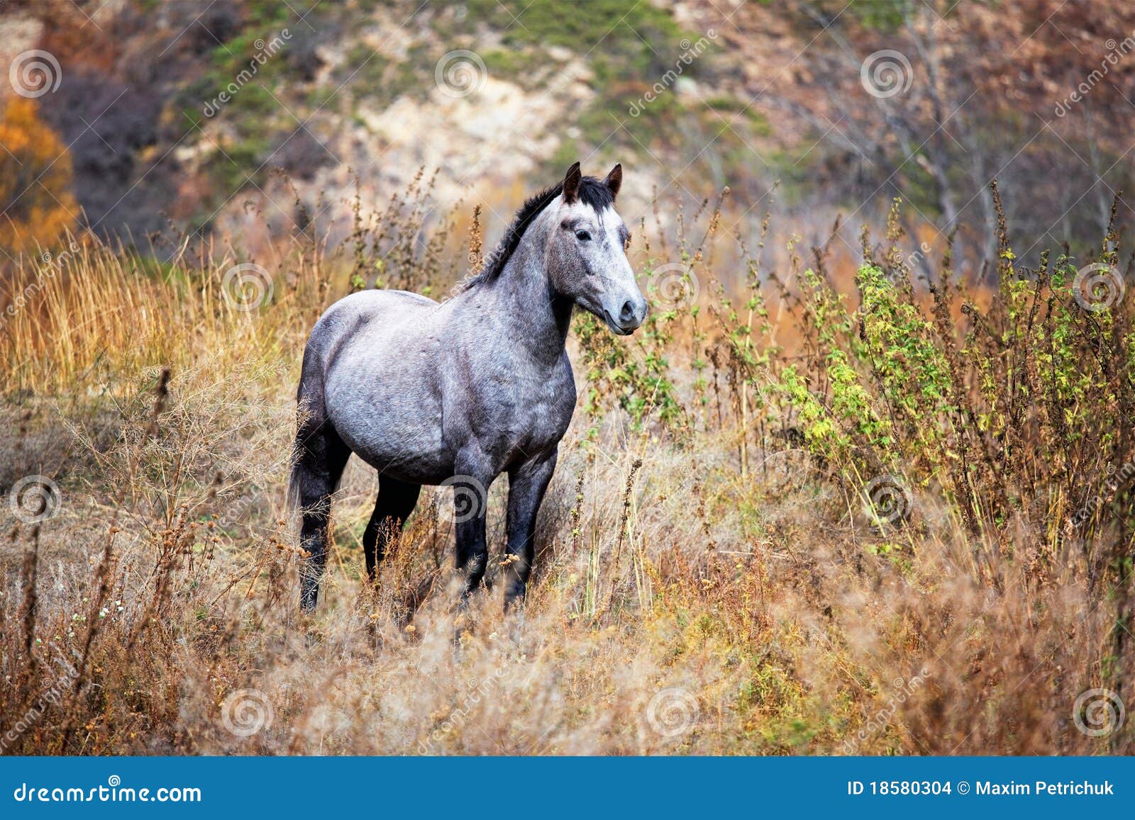 Beau cheval gris photo stock. Image du beauté, observation - 18580304
