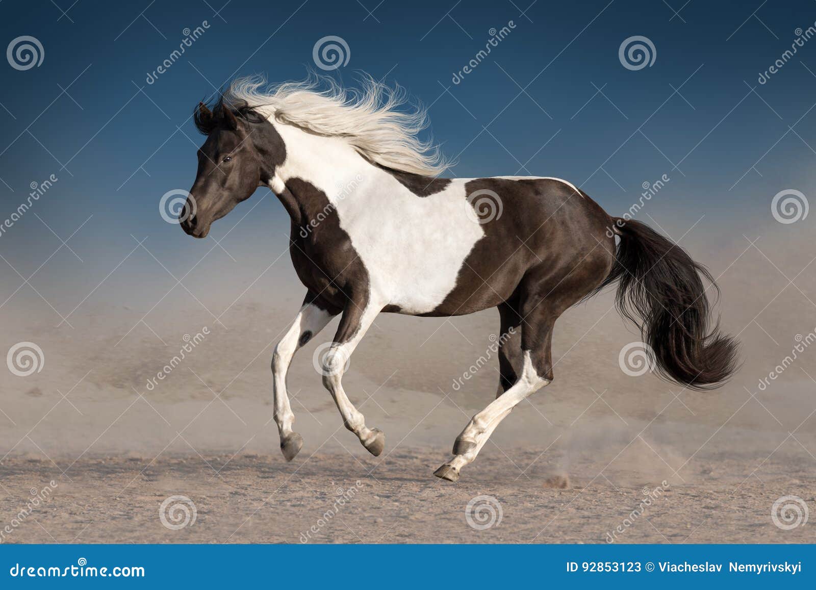 1,634 Photos de Cheval Pie - Photos de stock gratuites et libres de ...