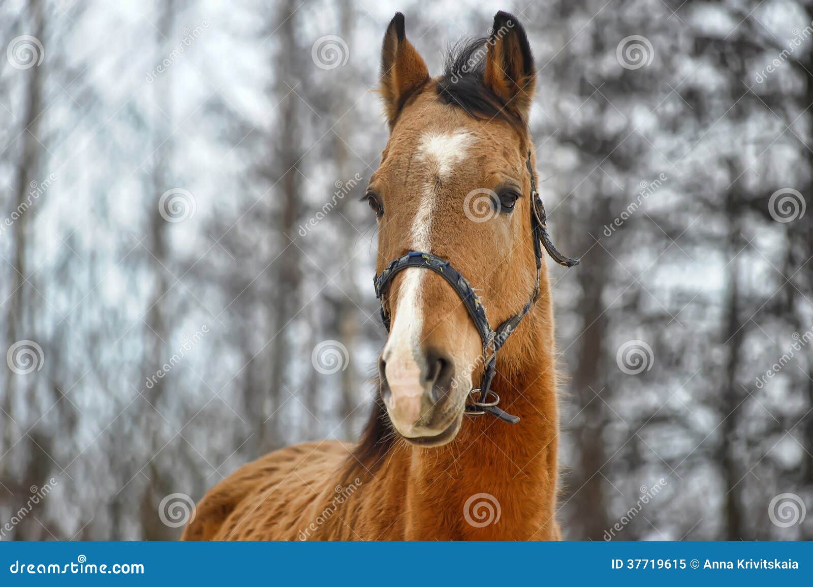 Beau cheval rouge image stock. Image du cheval, cheveu - 37719615