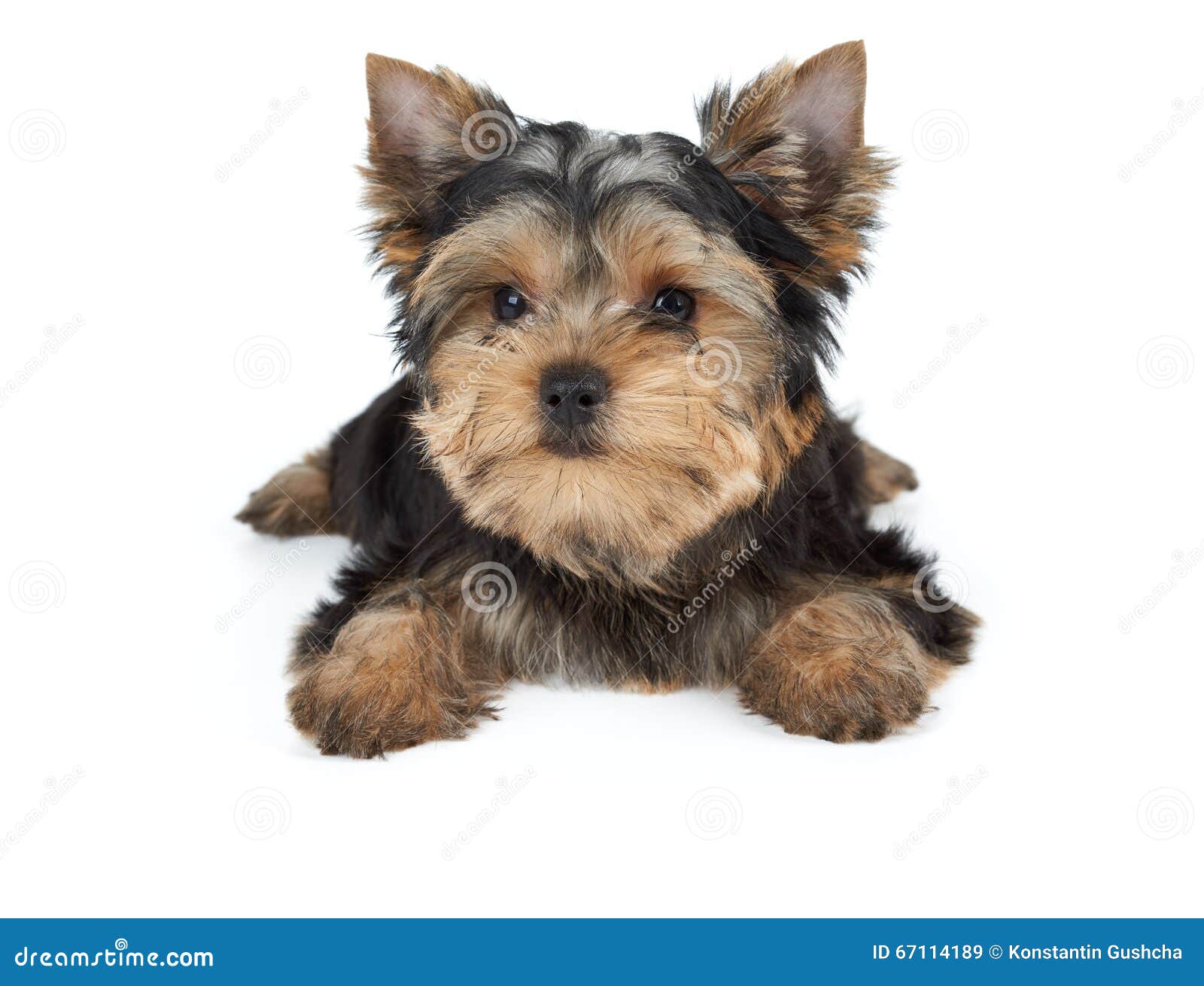 Beau chien miniature image stock. Image du chiot, canin - 67114189