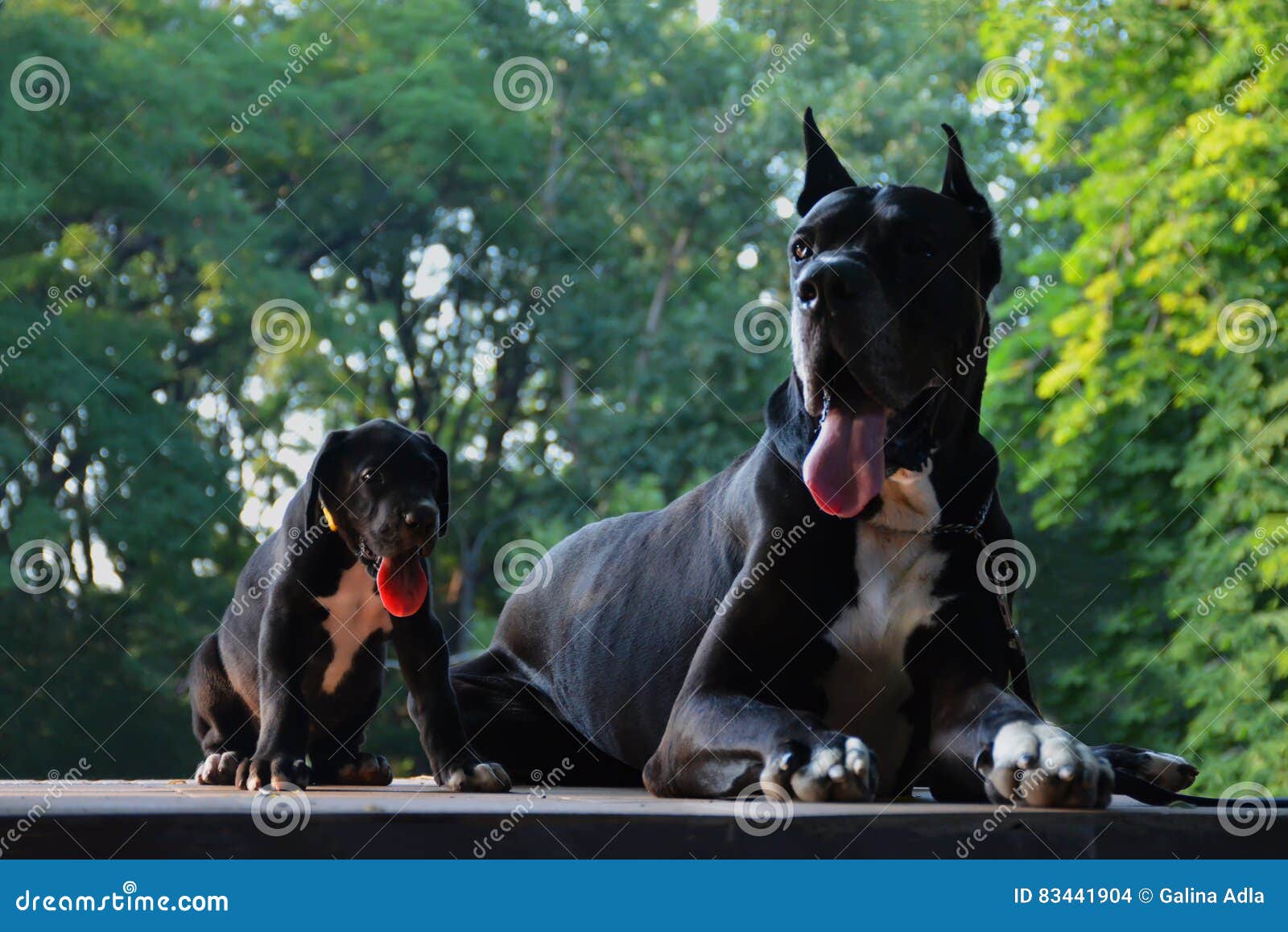 Beau Chiot De Great Dane Et Photo stock - Image du chiot, grand: 83441904
