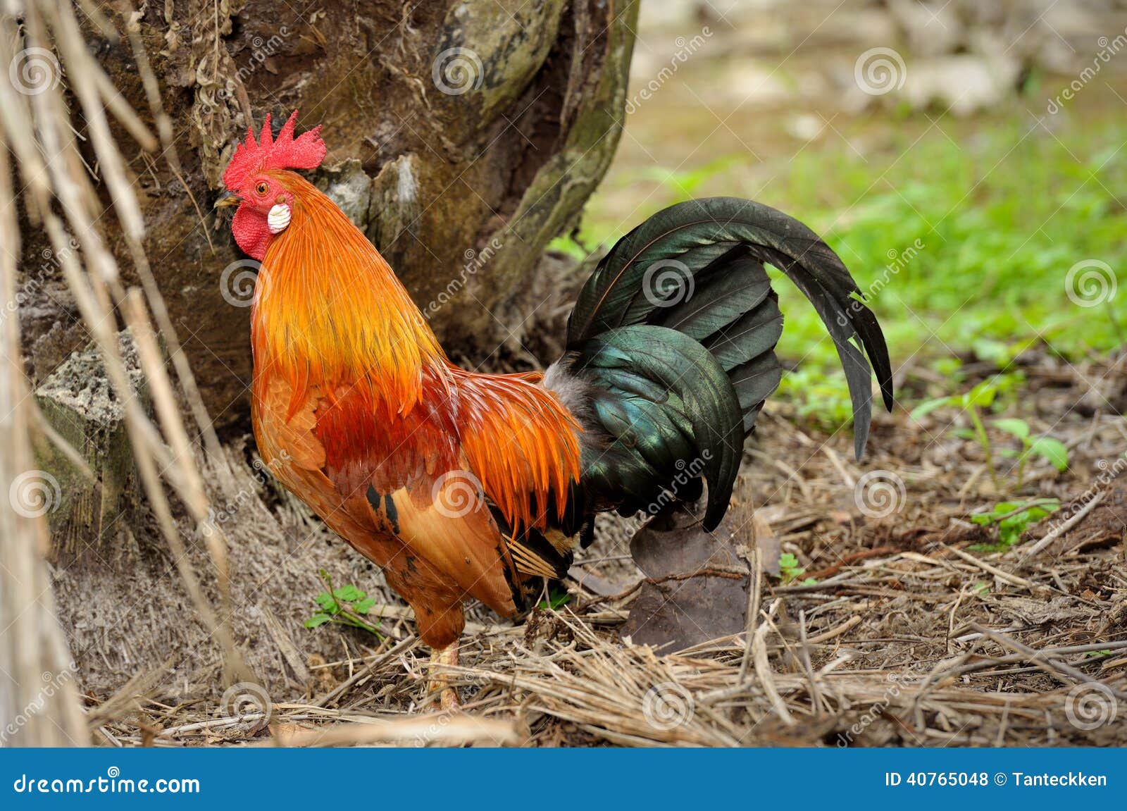 Beau coq photo stock. Image du ferme, clavette, poulet - 40765048