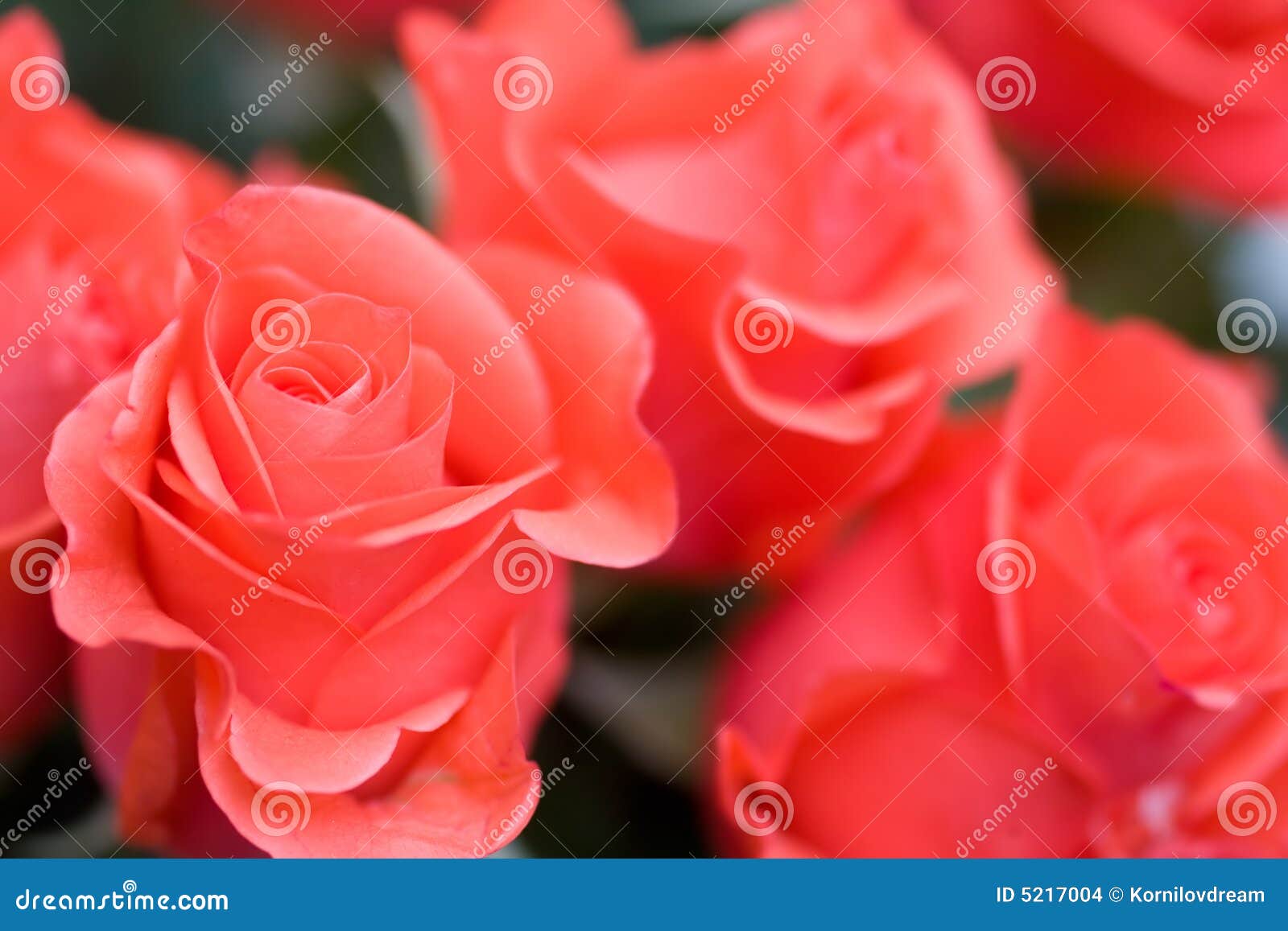 Beau Fond De Roses Image. Image: 5217004