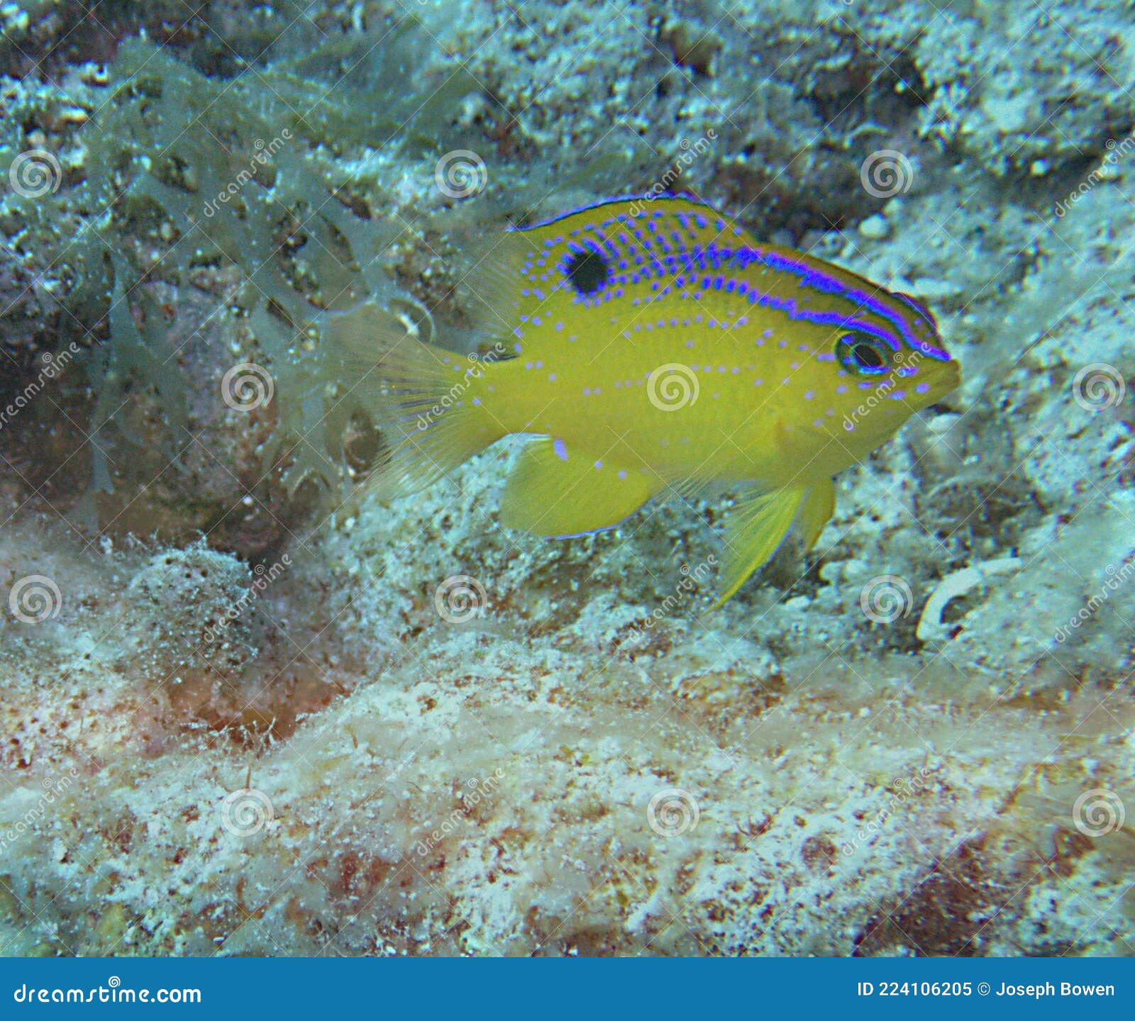 Beau Gregory Damselfish stock image. Image of reef, gregory - 224106205