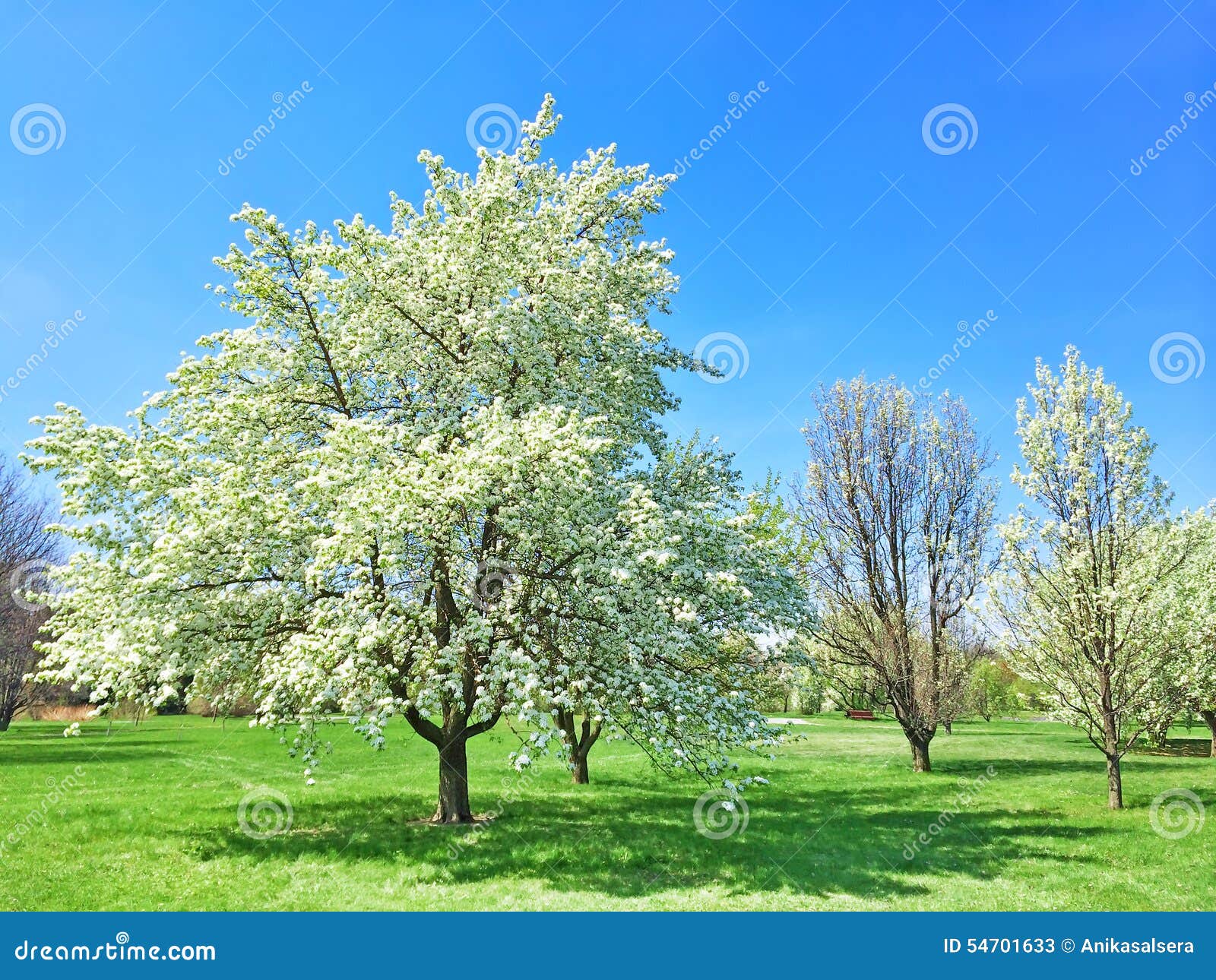 Beau Jardin De Floraison D'arbre Au Printemps Image stock - Image of ...