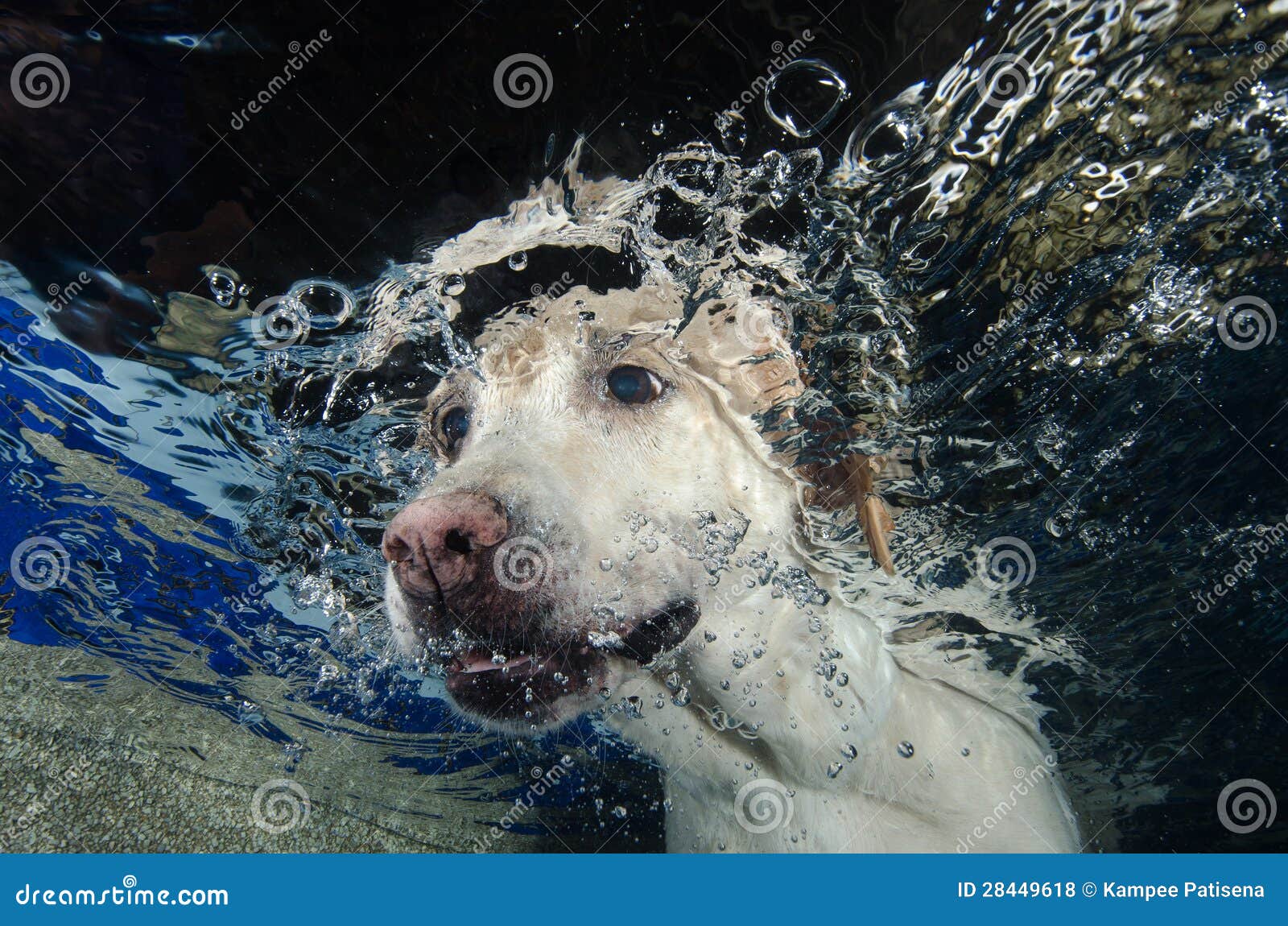 Beau Labrador Retriever Plongeant Sous L'eau Photo stock - Image du ...