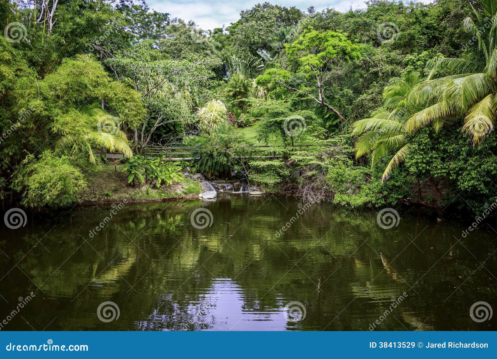 Beau lac jungle image stock. Image du iguane, paisible - 38413529