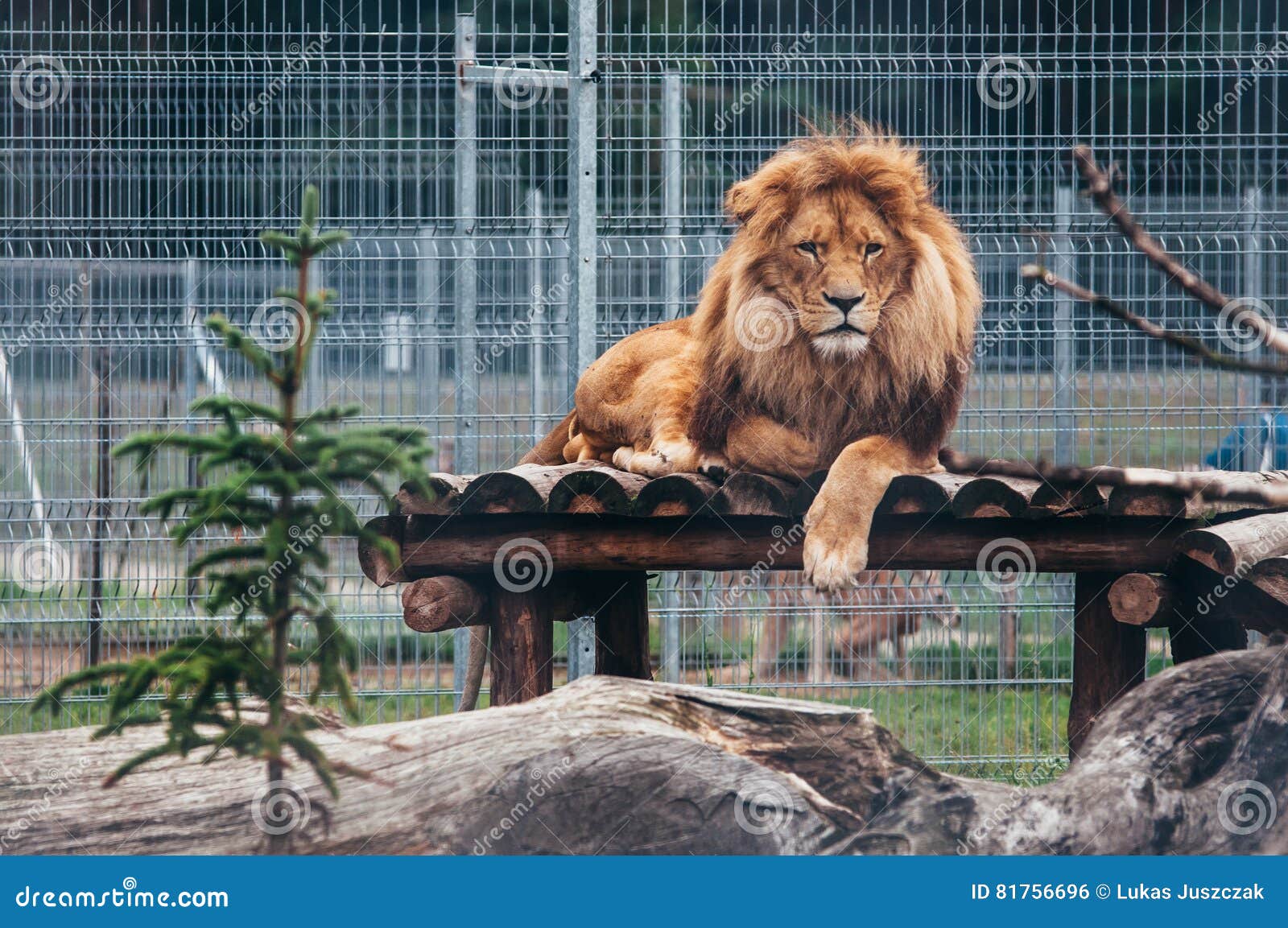 Beau lion dans une cage photo stock. Image du faune, danger - 81756696