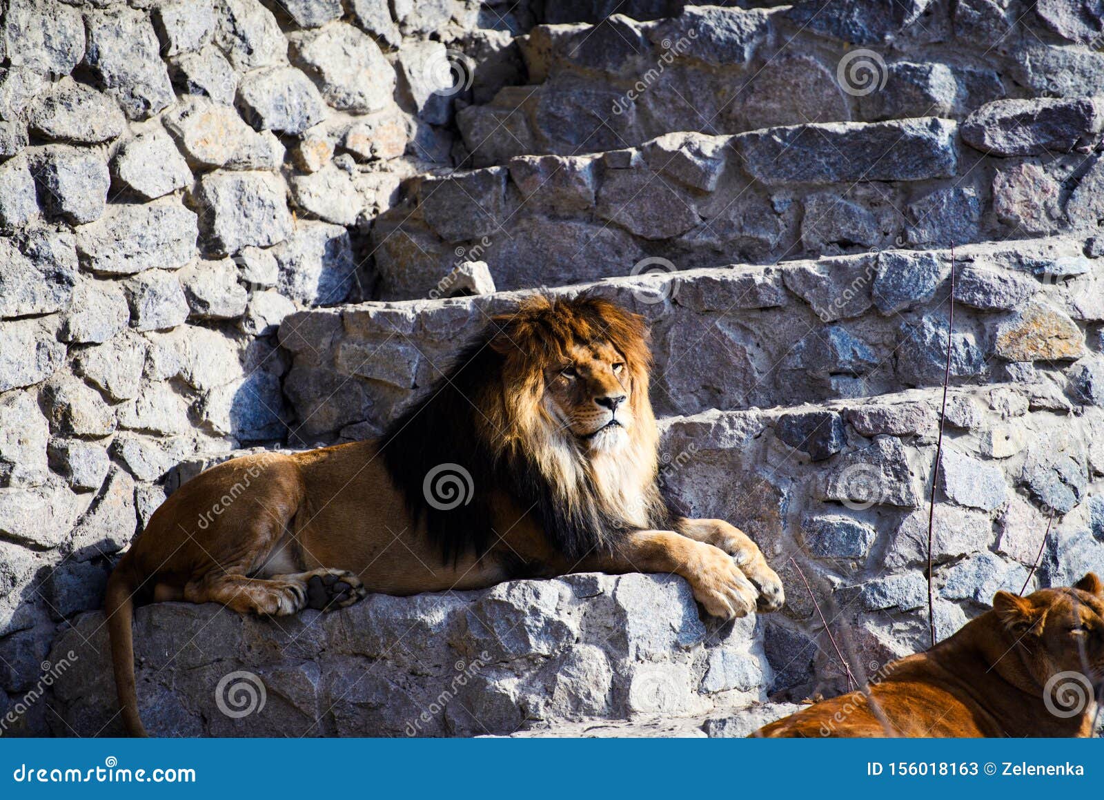 Beau Lion puissant image stock. Image of fermer, attentif - 156018163