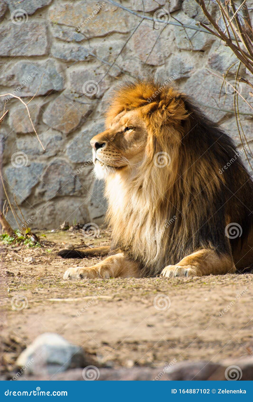 Beau Lion puissant photo stock. Image du chasseur, nationale - 164887102