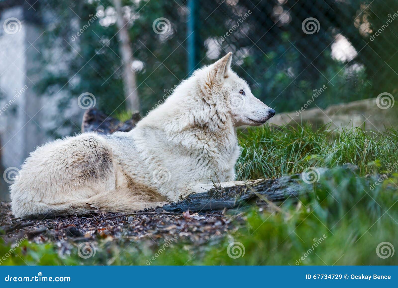 Beau loup blanc image stock. Image du forêt, poilu, attentif - 67734729