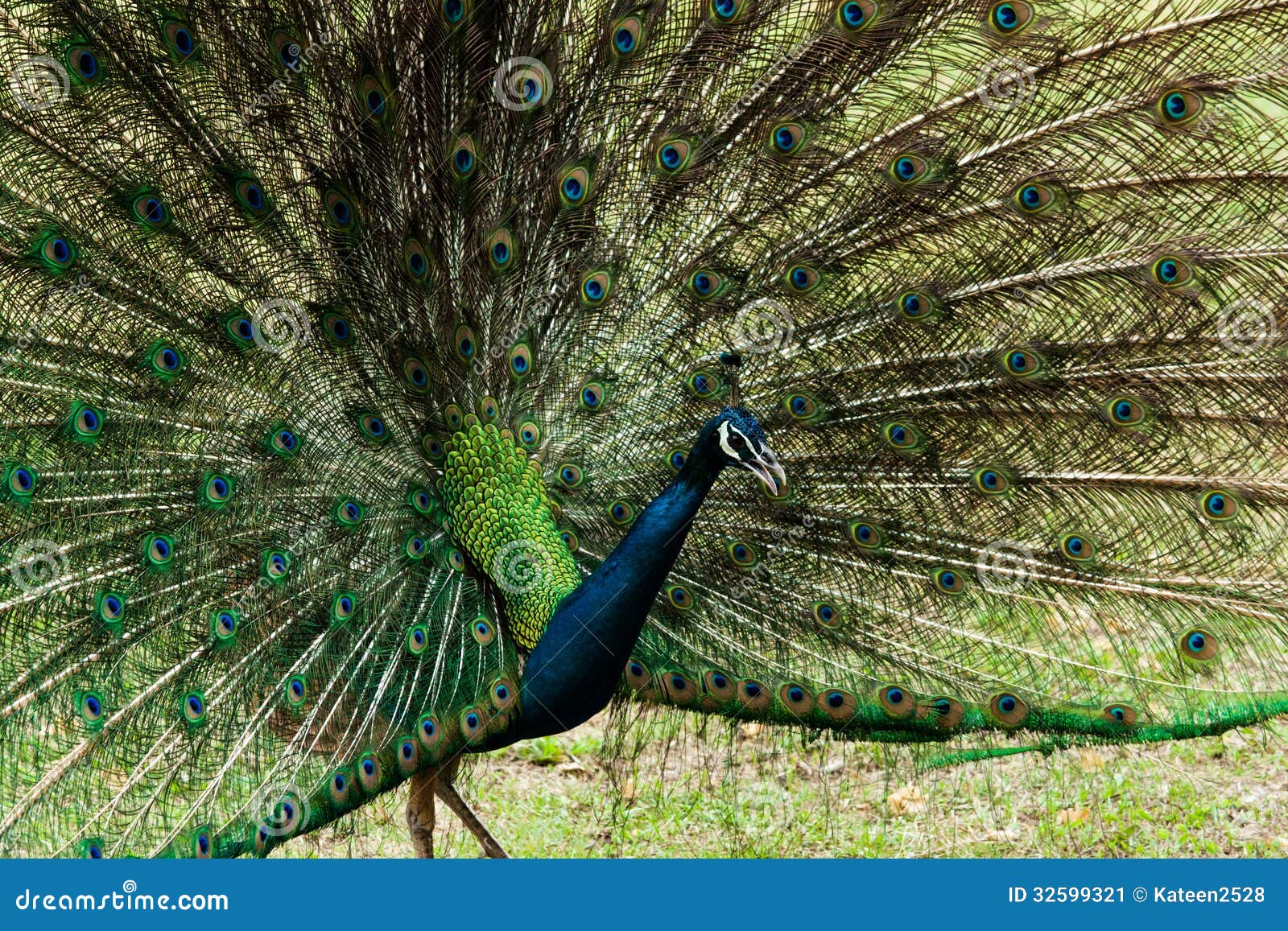 Beau paon vert image stock. Image du clavette, horizontal - 32599321