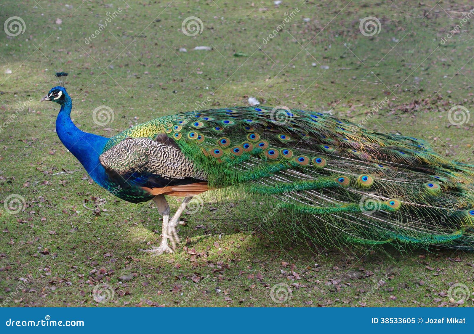 Beau paon vert image stock. Image du exposition, couleur - 38533605