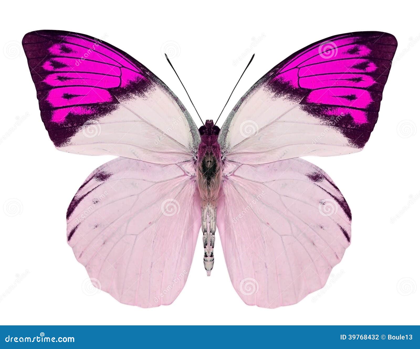 Beau Papillon D'isolement Sur Le Blanc Photo stock - Image du rose ...