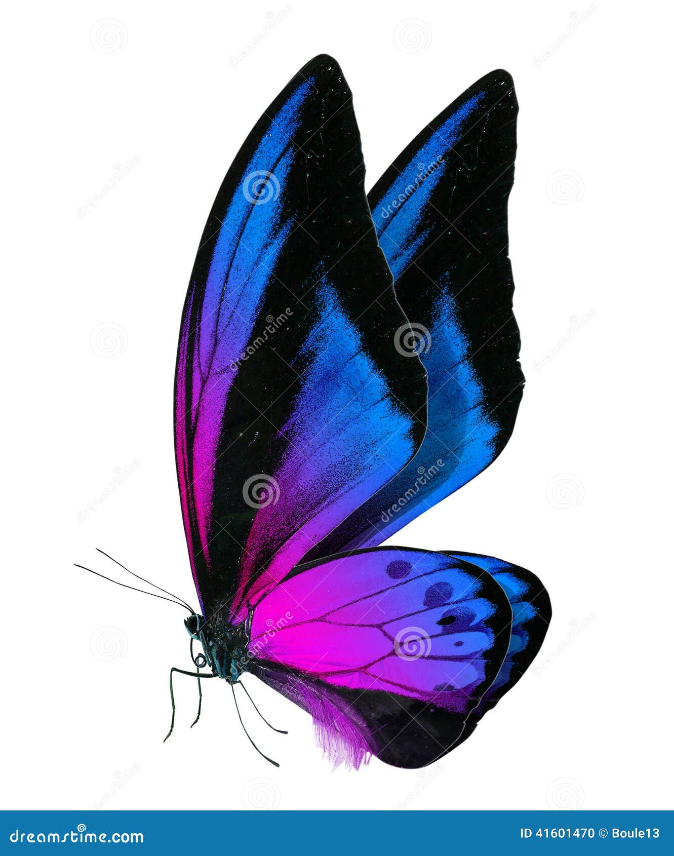 Beau Papillon D'isolement Sur Le Blanc Photo stock - Image du monarque ...