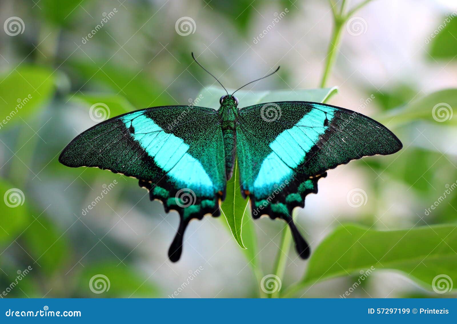 Beau Papillon De Paon Vert-réuni Image stock - Image du fond, blanc ...