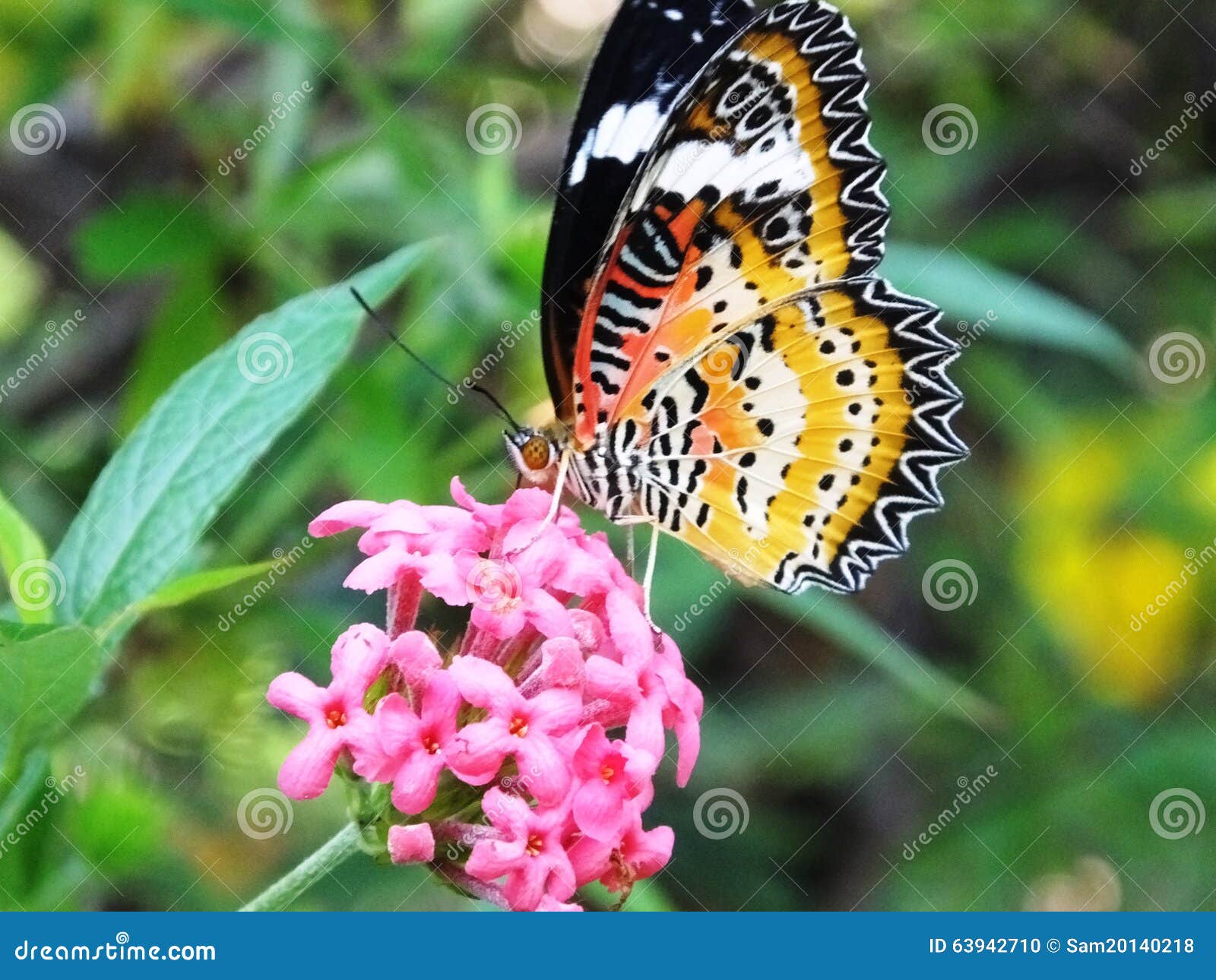 Beau Papillon Sur Une Fleur Rose Photo stock - Image du cambodge ...