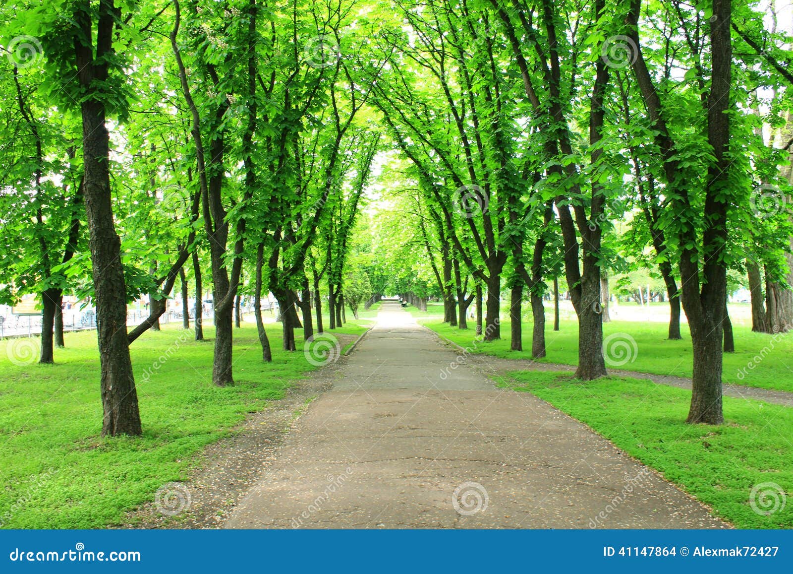 Beau Parc Avec Beaucoup D'arbres Verts Photo stock - Image: 41147864
