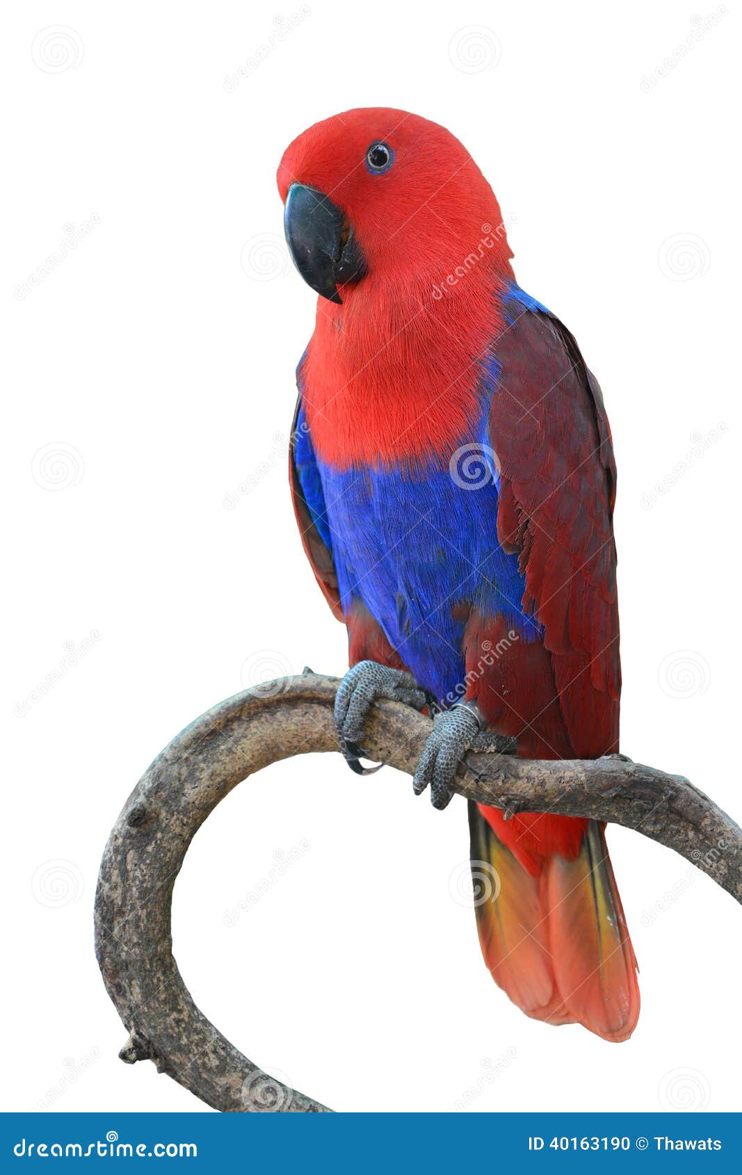 Beau perroquet rouge photo stock. Image du blanc, tropical - 40163190
