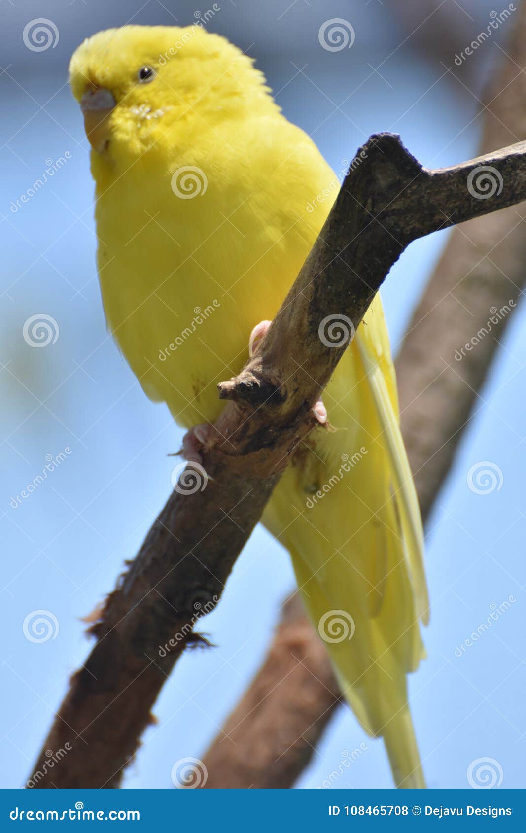 Beau Petit Oiseau Jaune De Perruche En Nature Photo stock - Image du ...
