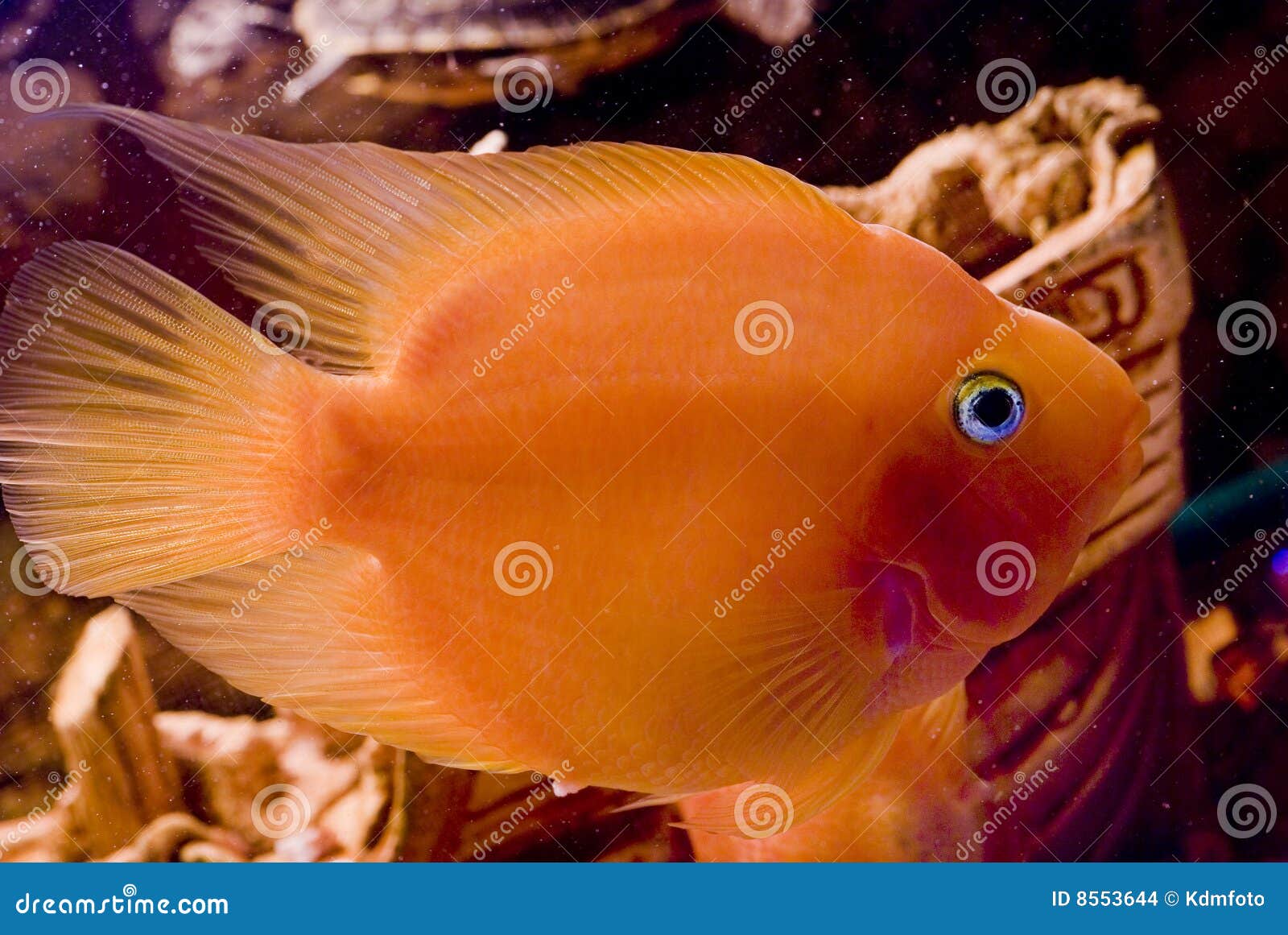 Beau Poisson Perroquet D'aquarium Photo stock - Image of océan ...