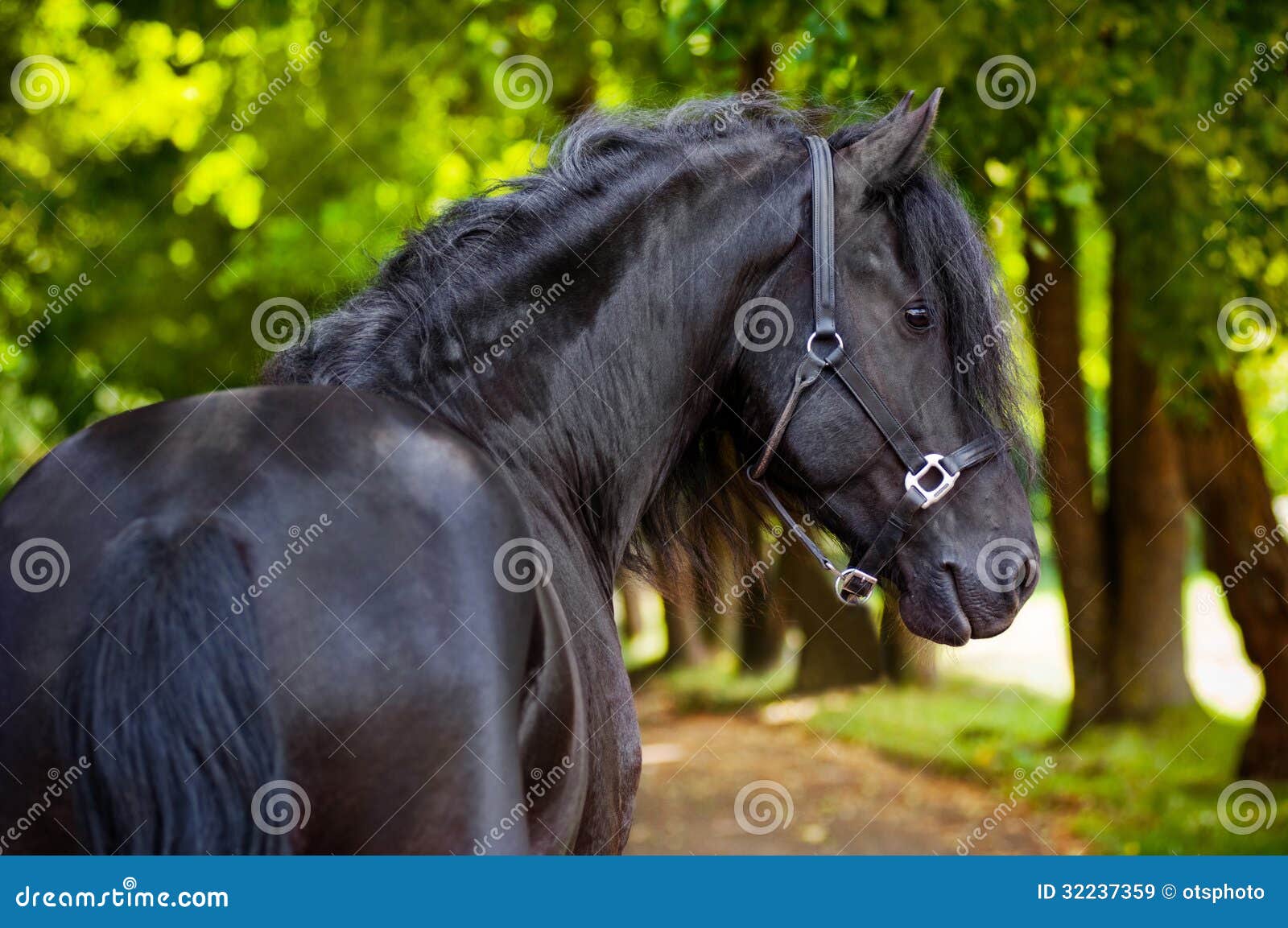 Beau Portrait Frison De Cheval Image stock - Image du beau, pré: 32237359