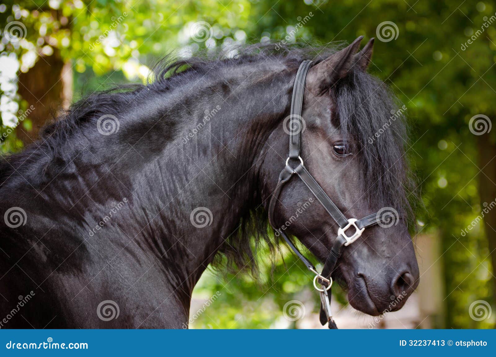 Beau Portrait Frison De Cheval Image stock - Image du herbe, nature ...