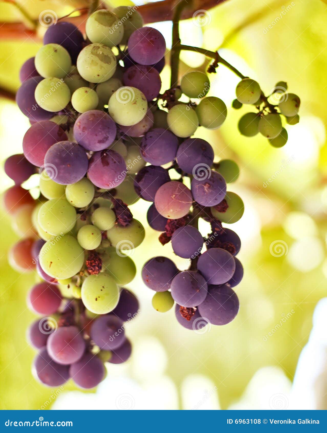 Beau raisin de brunch photo stock. Image du frais, orientation - 6963108