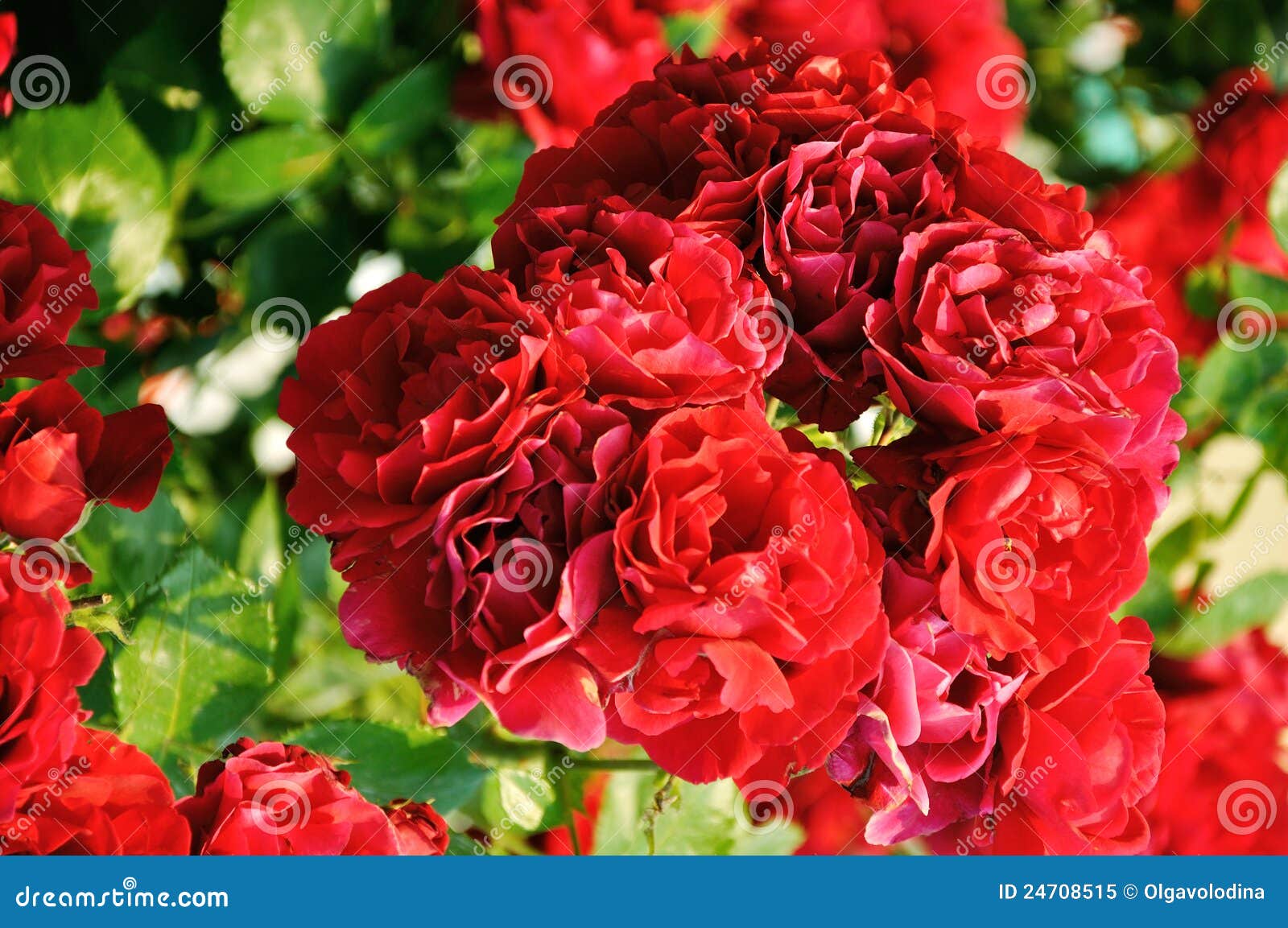 Beau rosier rouge image stock. Image du centrale, rouge - 24708515