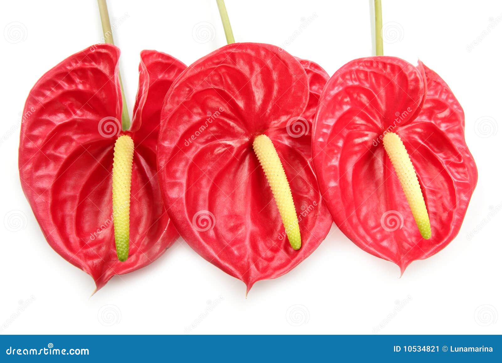 Beau Rouge Toujours Exotique De Fleur D'anthure Image stock - Image of ...