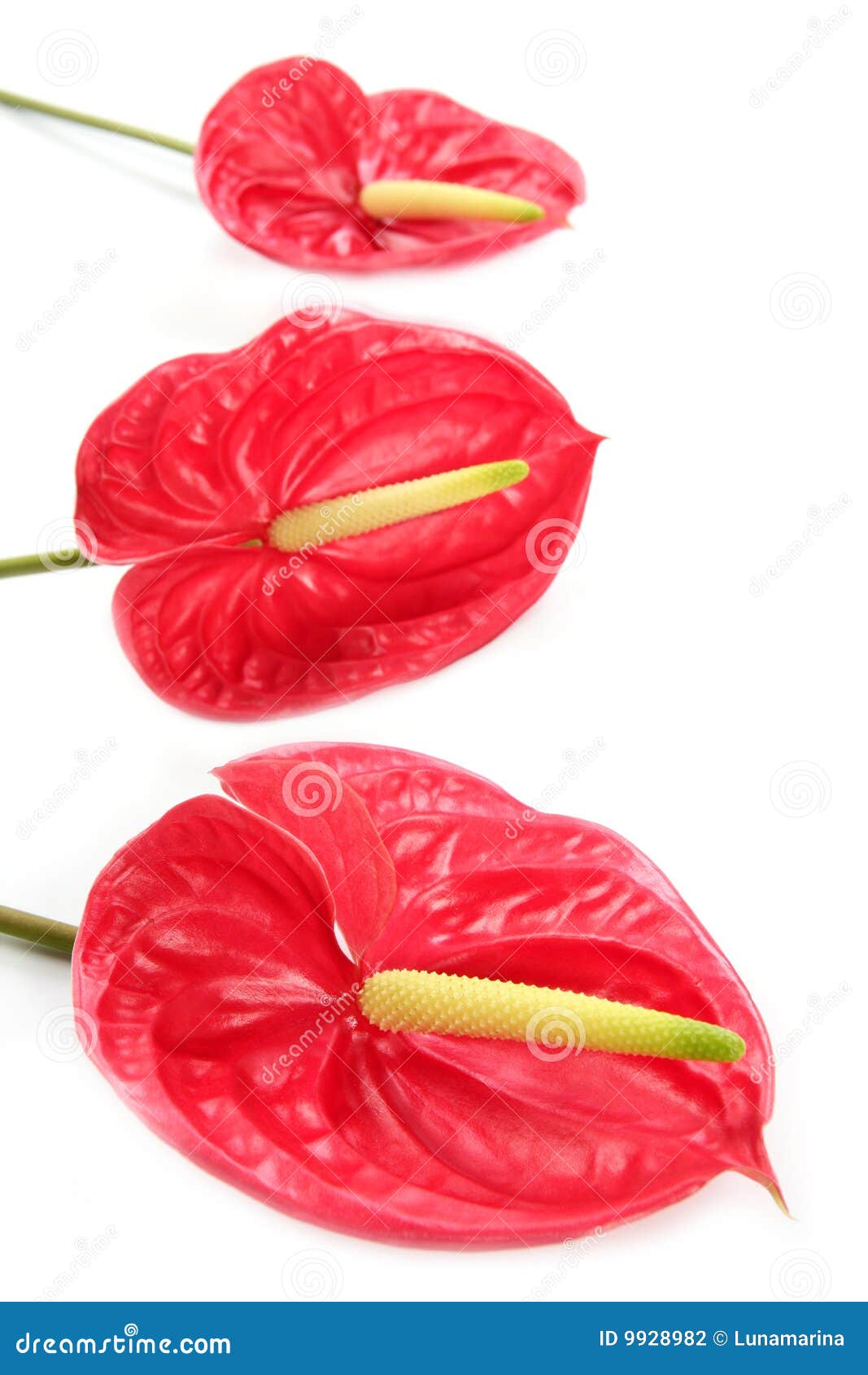 Beau Rouge Toujours Exotique De Fleur D'anthure Photo stock - Image du ...