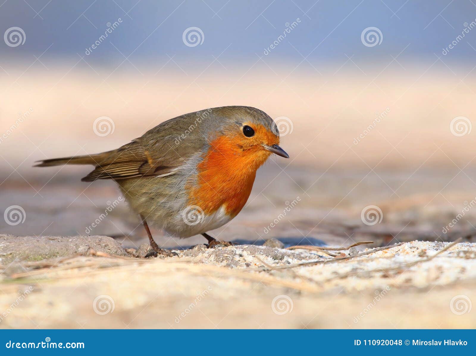 Beau Rubecula D'Erithacus De Merle De Rouge-gorge Photo stock - Image ...