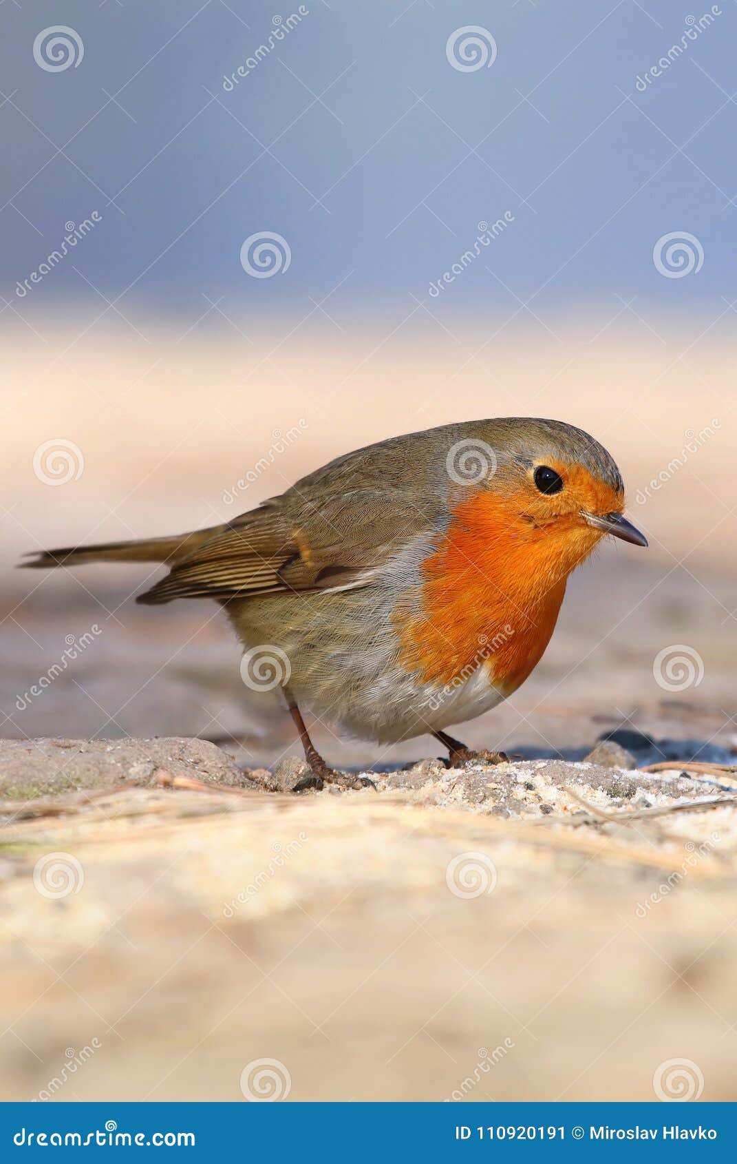 Beau Rubecula D'Erithacus De Merle De Rouge-gorge Image stock - Image ...