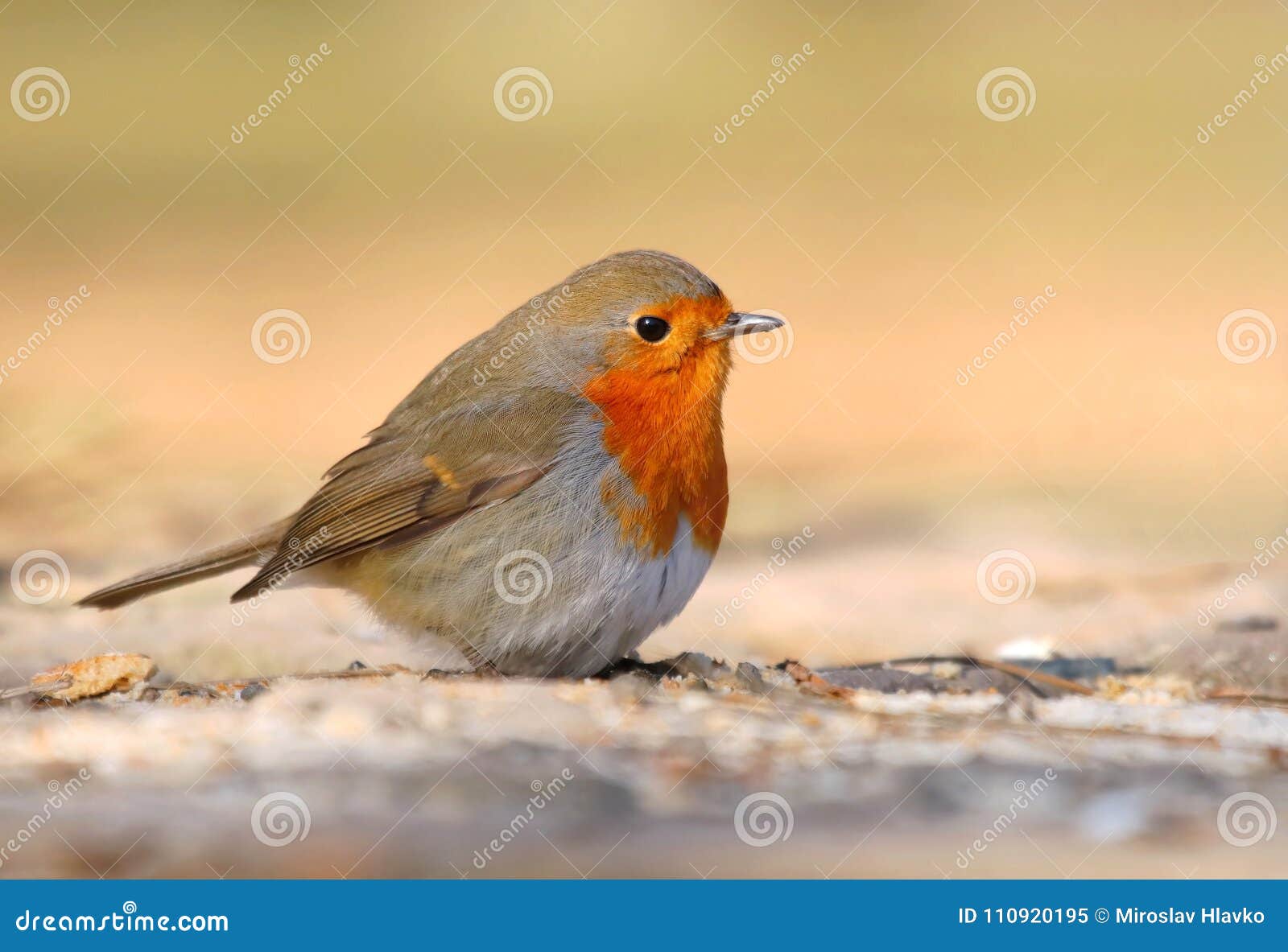 Beau Rubecula D'Erithacus De Merle De Rouge-gorge Image stock - Image ...