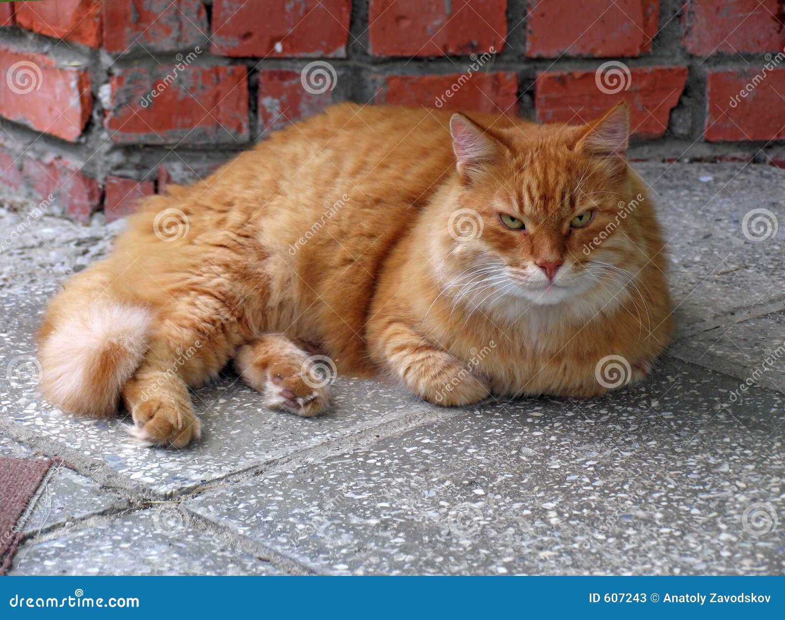 Beau vieux chat rouge image stock. Image du vieux, carnassier - 607243