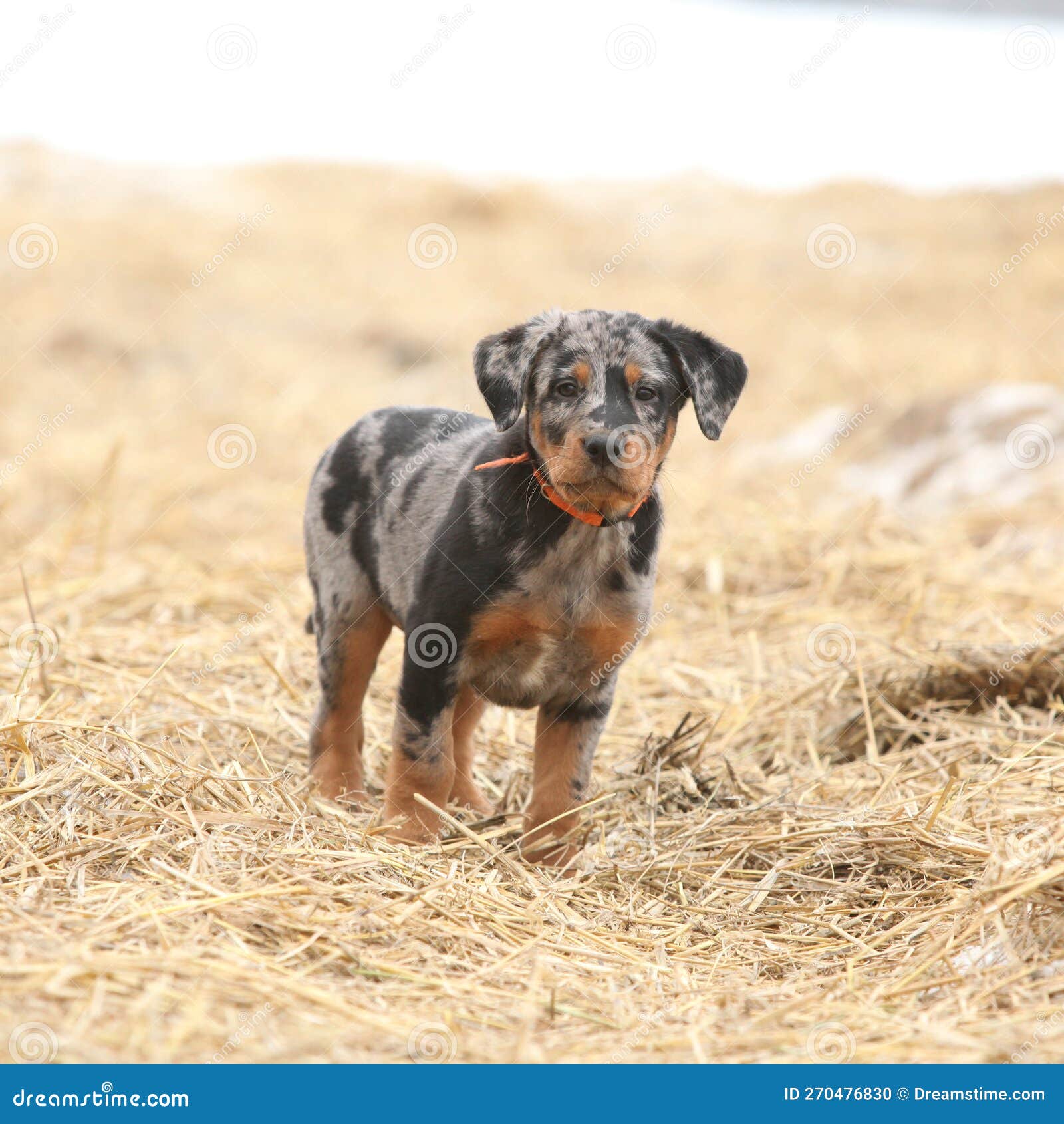 Beauce Shepherd Dog Looking at You Stock Photo - Image of lovely ...