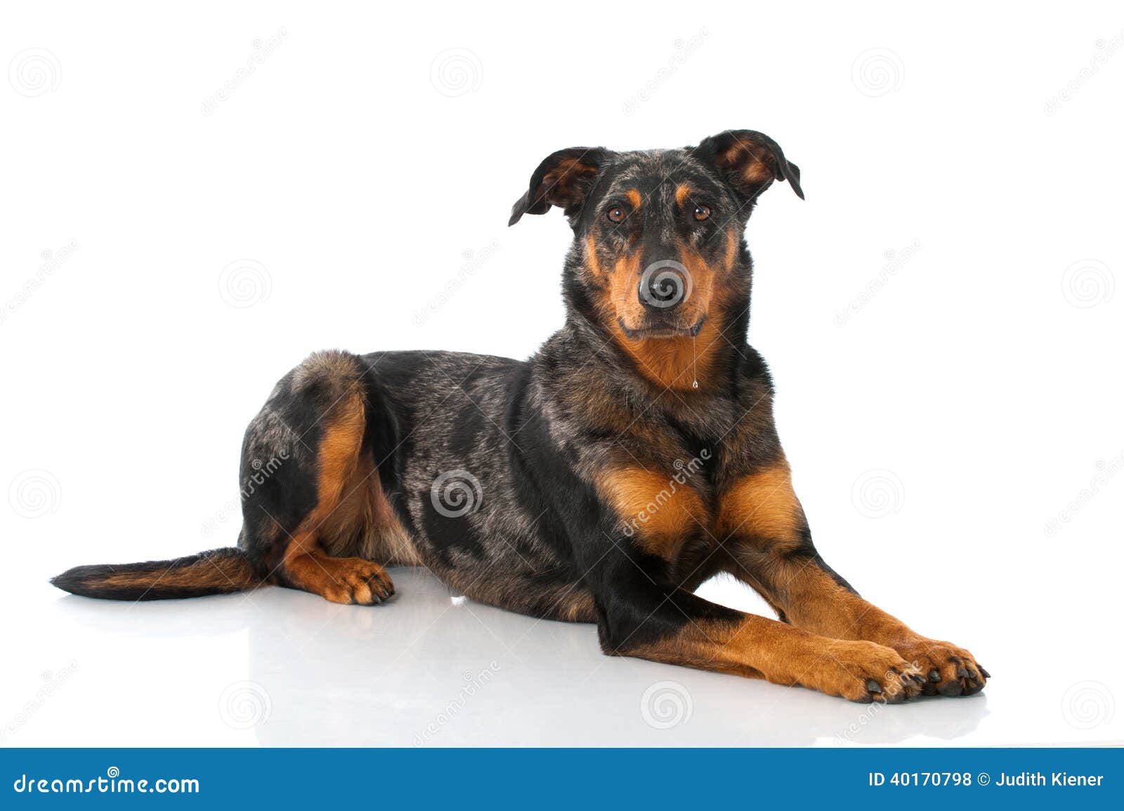 Beauceron dog stock photo. Image of full, lying, isolated - 40170798