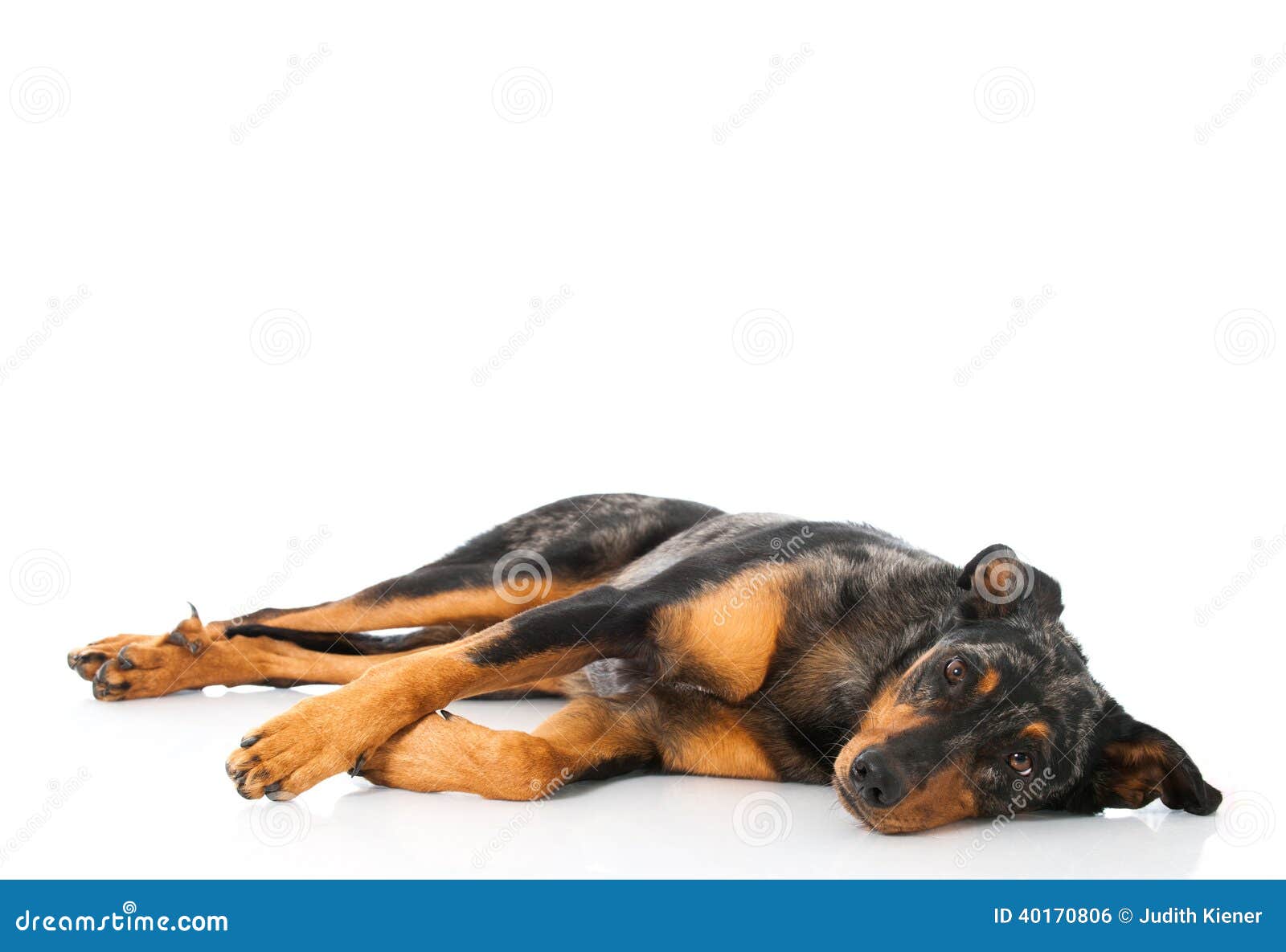 Beauceron pies zdjęcie stock. Obraz złożonej z odosobniony - 40170806