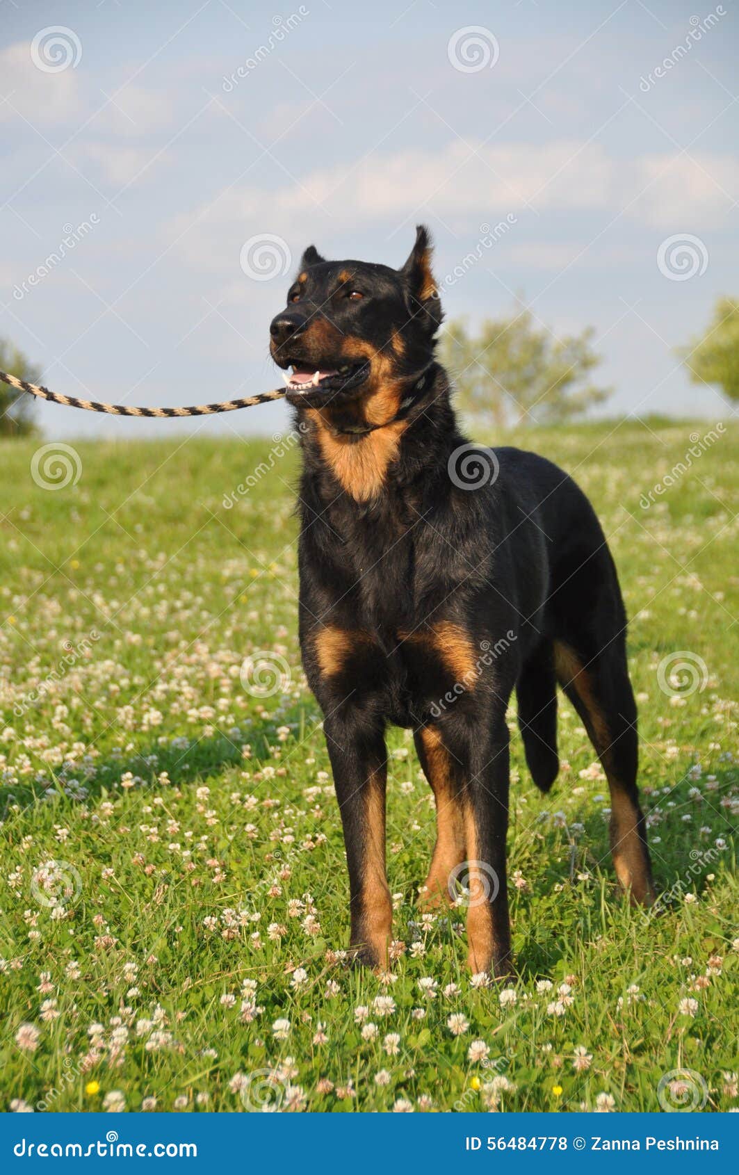 Beauceron Pies Zdjęcie Stock - Obraz: 56484778