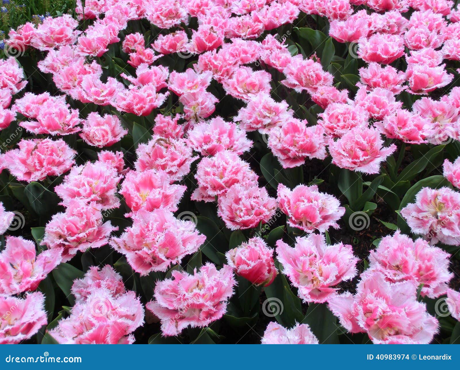 Beaucoup De Fleurs De Tulipe, Blanc Et Rose Horizontaux Photo stock ...