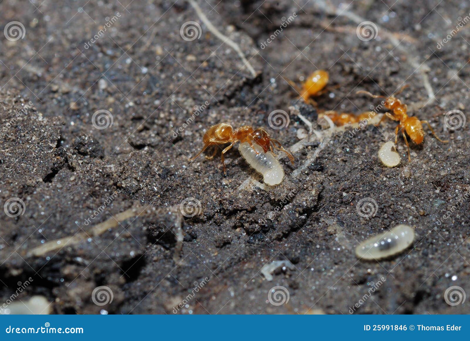 Beaucoup de fourmis rouges photo stock. Image du anomalie - 25991846