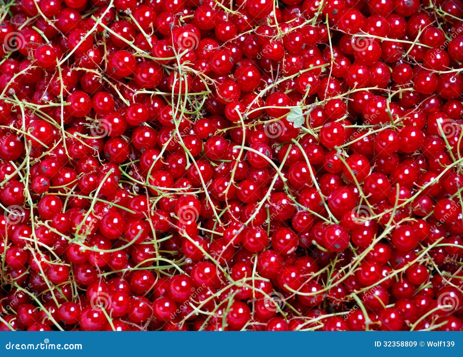 Beaucoup De Groupes De Groseilles Rouges Image stock - Image du buisson ...