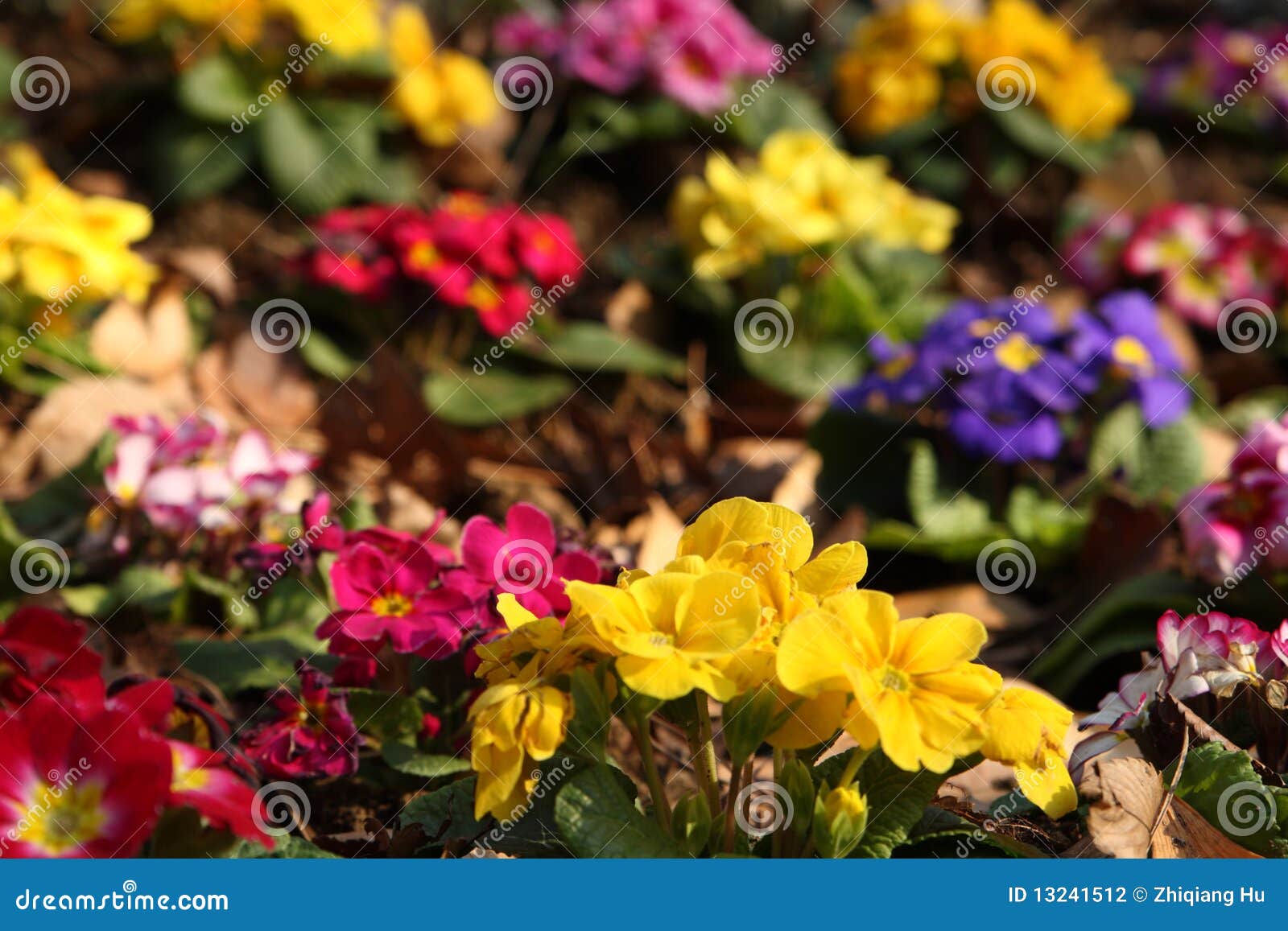 Beaucoup de petites fleurs photo stock. Image du vivre - 13241512