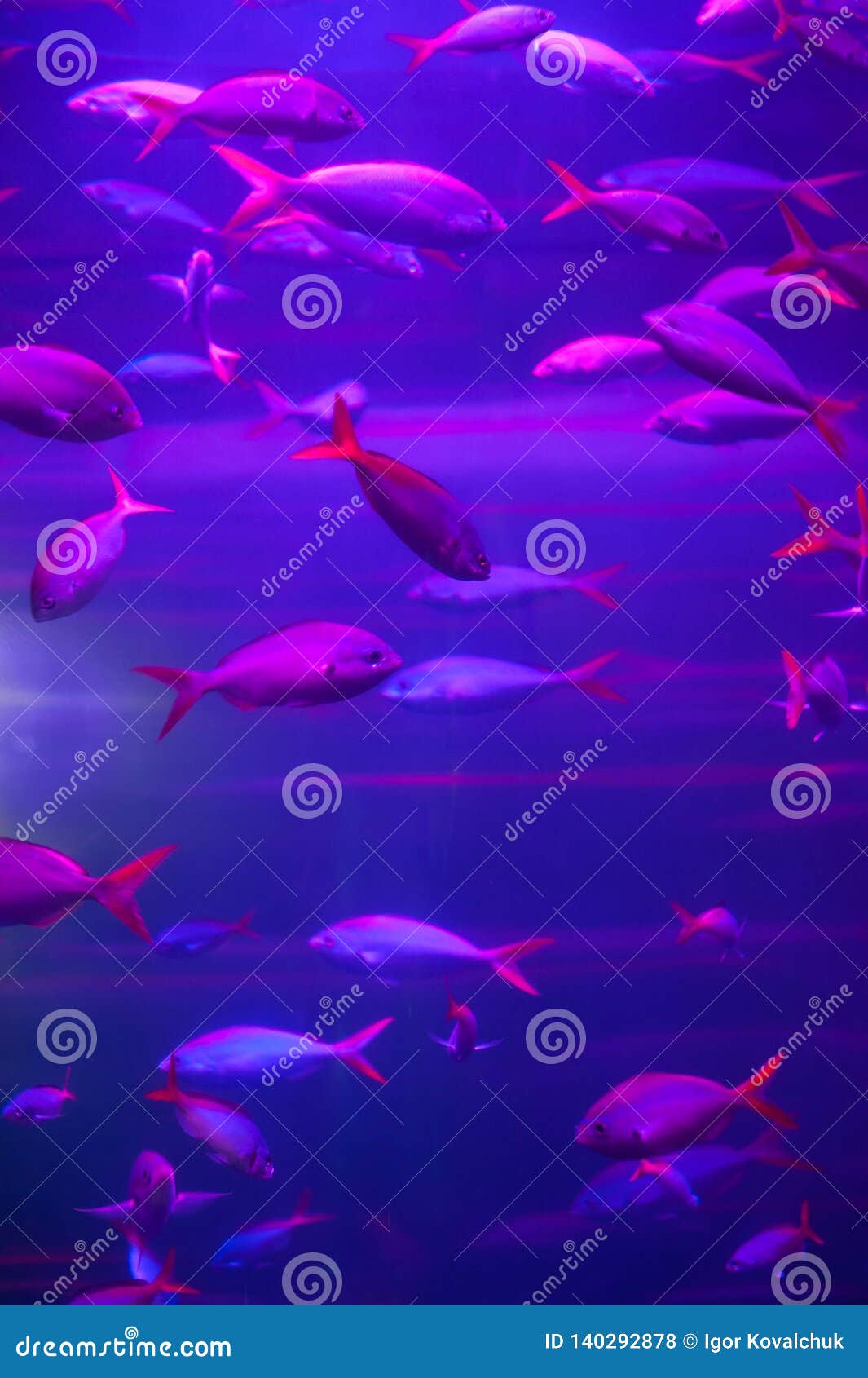 Beaucoup De Poissons Dans L'aquarium Photo stock - Image du marin ...