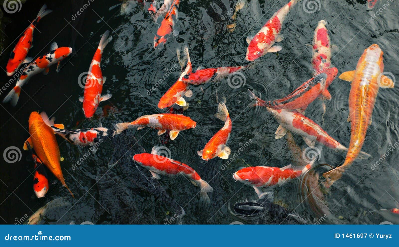 17,600 Carpe Rouge Photos libres de droits et gratuites de Dreamstime