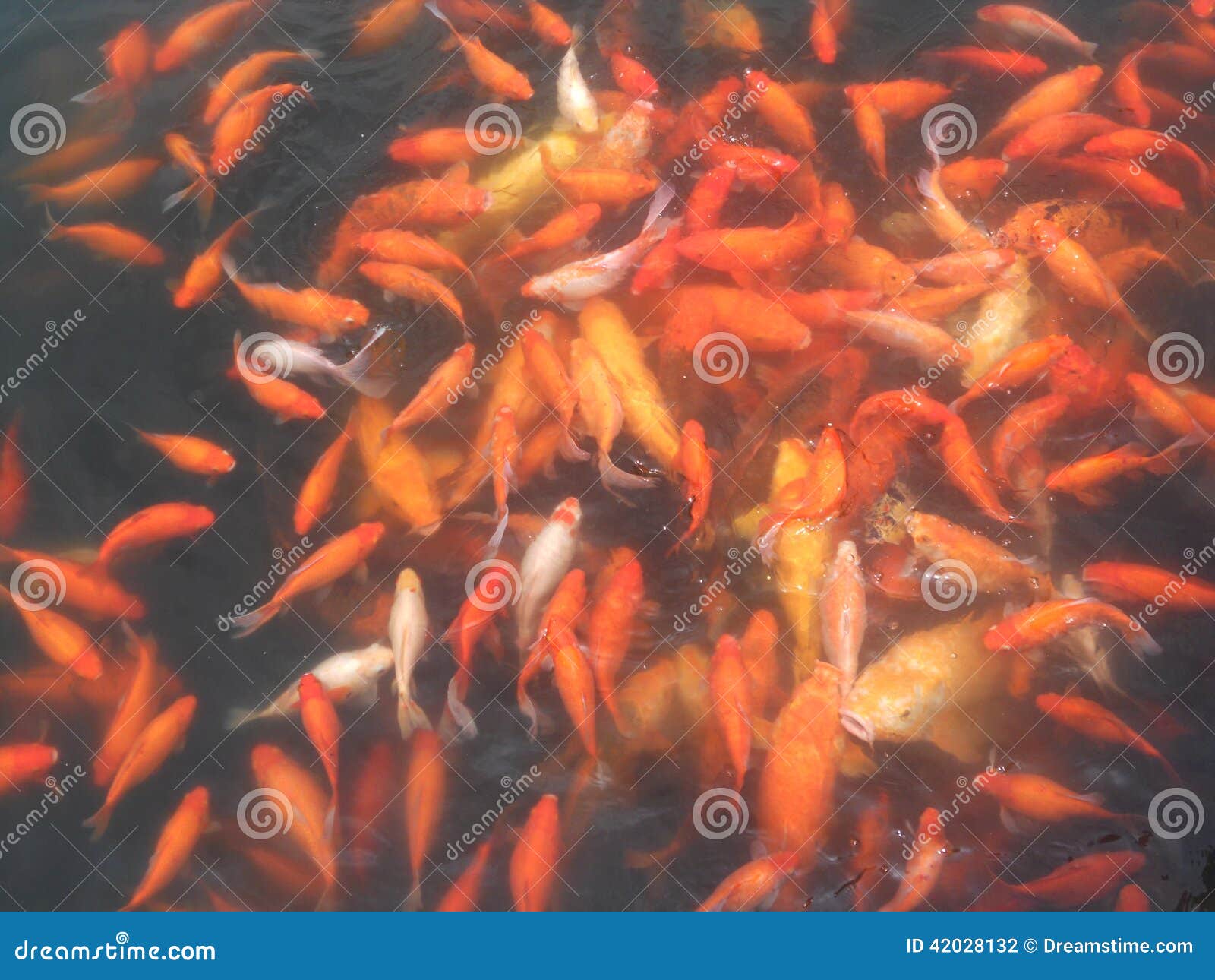 Beaucoup De Poissons Rouges Photo stock - Image du jaune, amour: 42028132