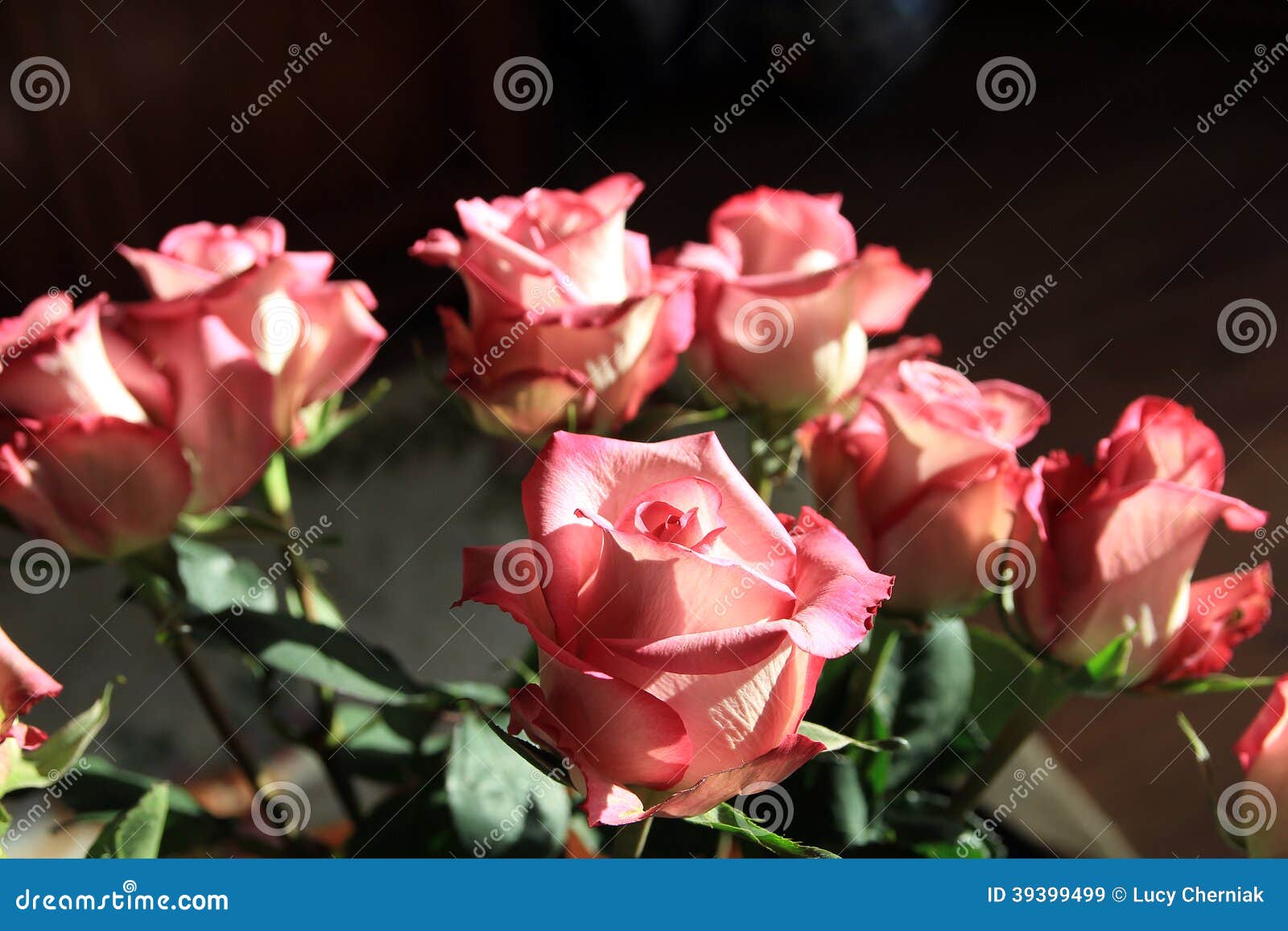Beaucoup de roses roses image stock. Image du fleur, rose - 39399499