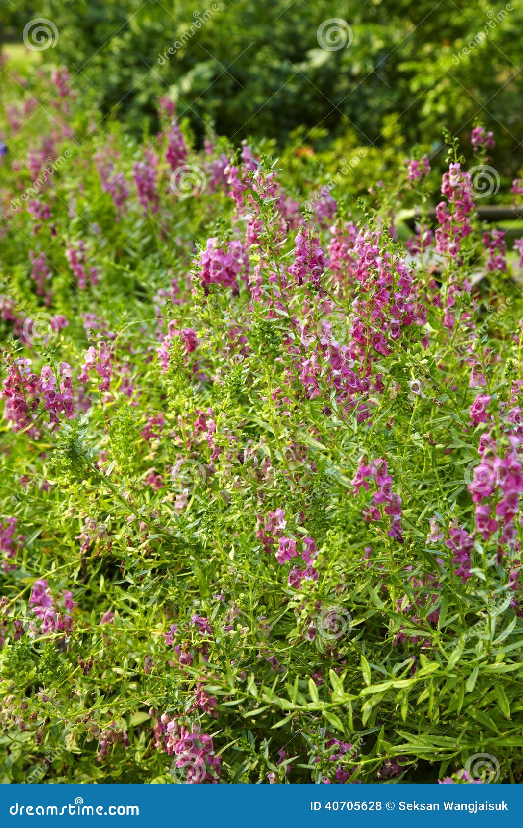 Beaucoup petite fleur rose photo stock. Image du flore - 40705628